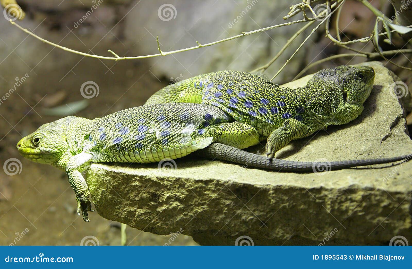 Eyed Lizard 2 stock image. Image of scaly, wildlife, exotic - 1895543
