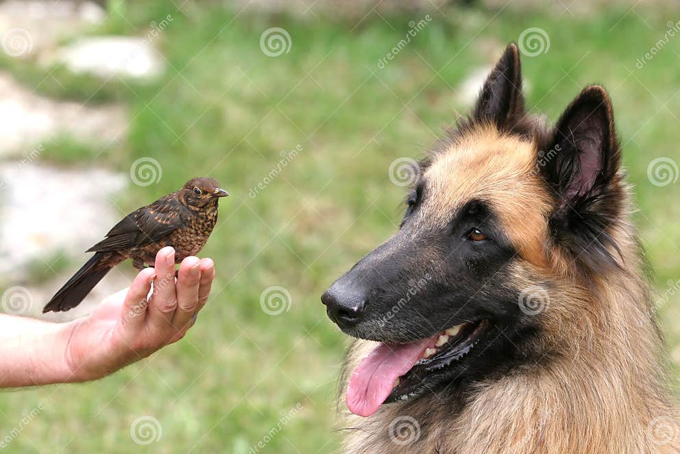 Eyeing each other stock photo. Image of nature, observer - 1142762
