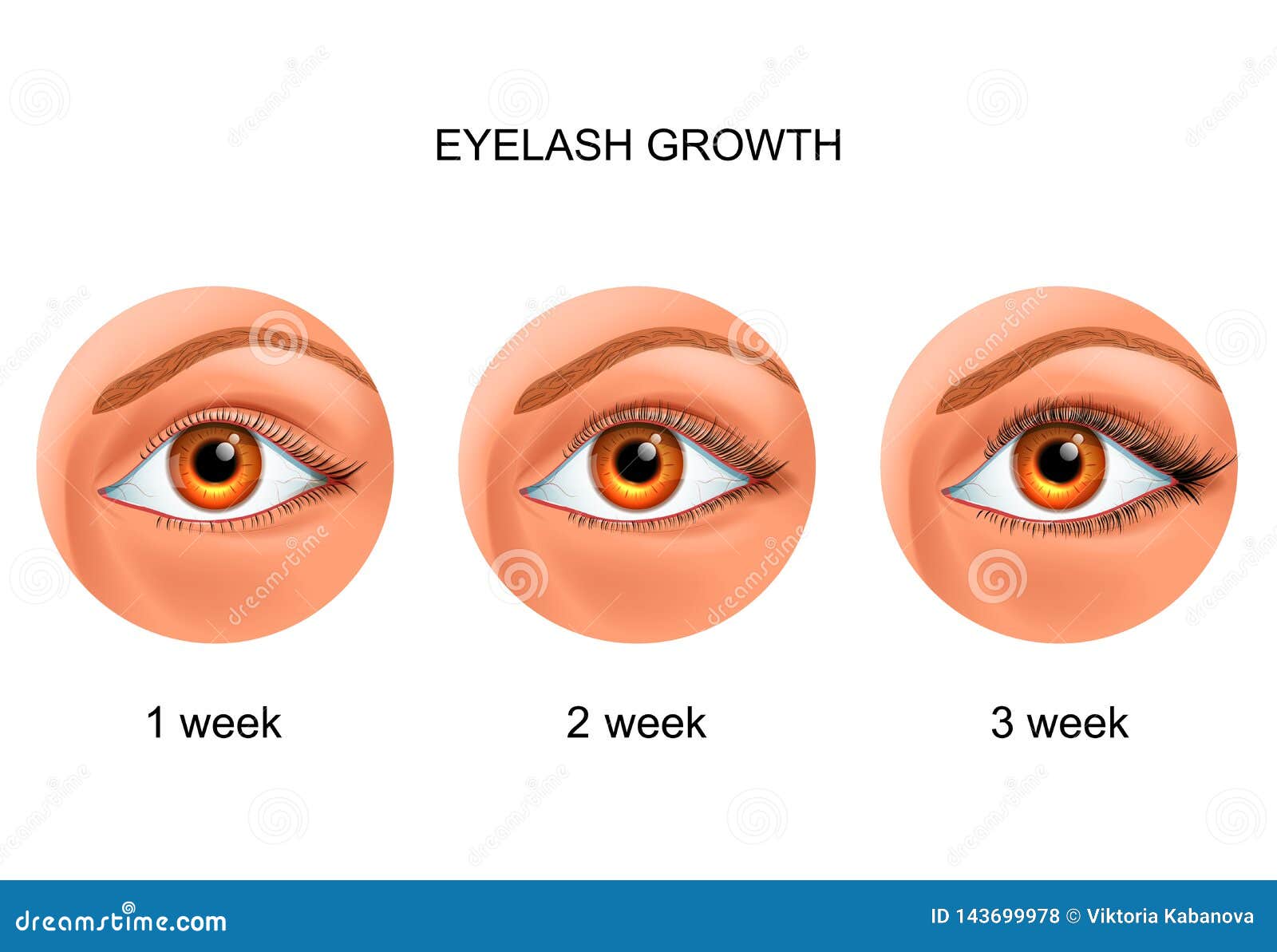Eyelash Growth. before and after Stock Vector - Illustration of eyebrow ...