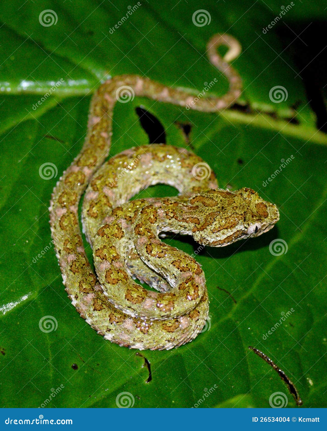 Eyelash Pit Viper, Bothriechis Schlegelii Stock Photo - Image of fauna ...