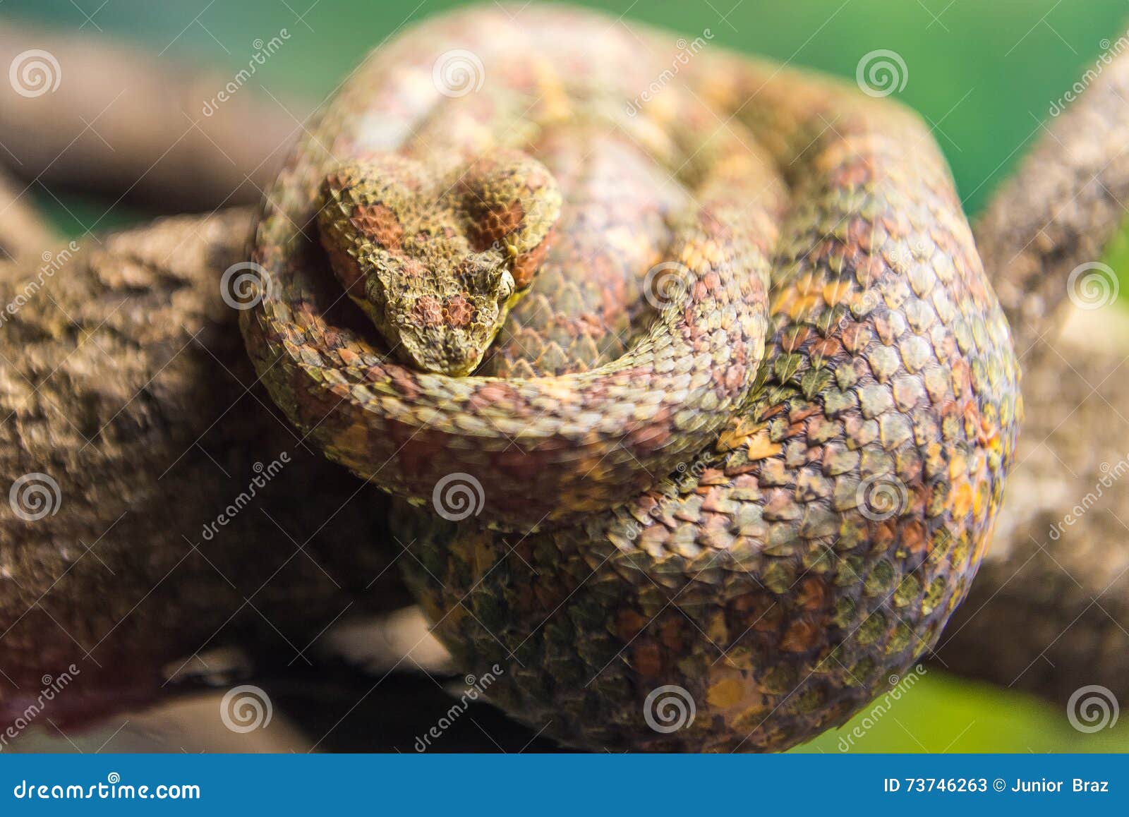 Eyelash Viper (Bothriechis Schlegelii) Slithering on a Branch Stock ...