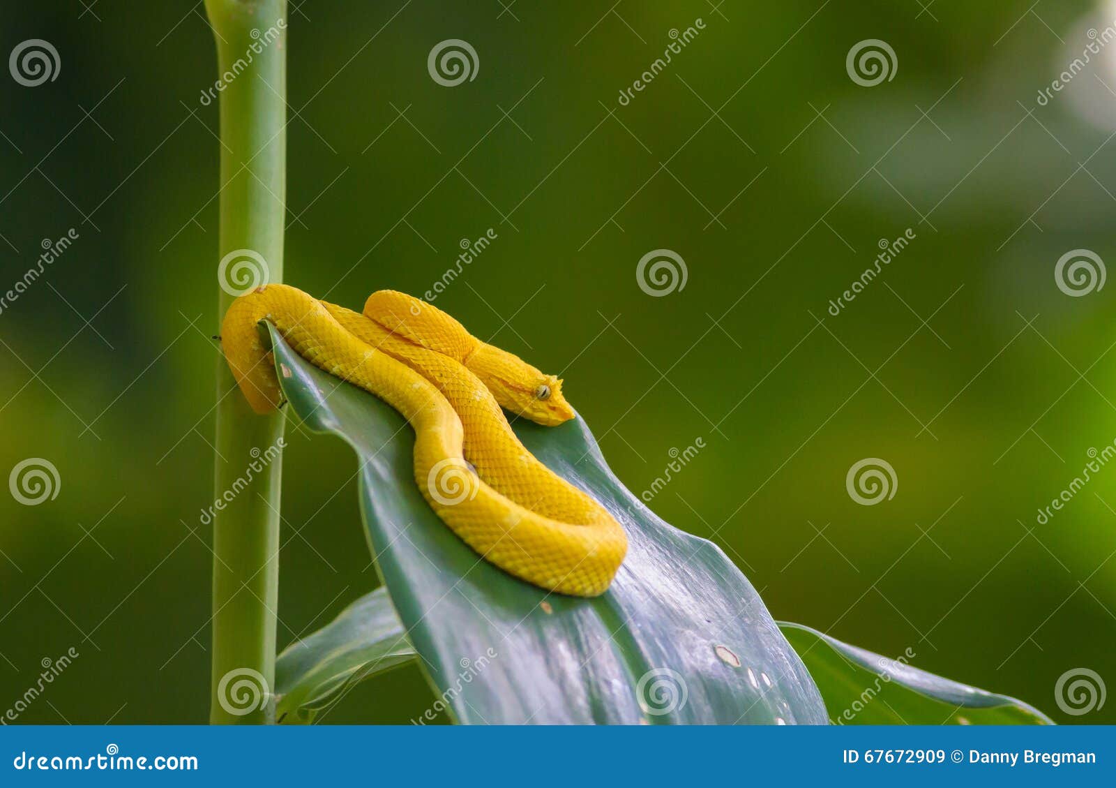 Eyelash Viper - Bothriechis Schlegelii, Beautiful Colored Venomous Pit ...