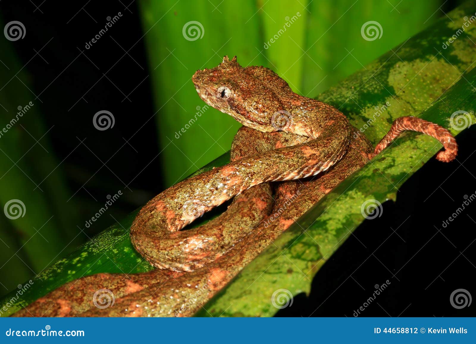 Eyelash Viper stock photo. Image of wildlife, viper, venom - 44658812