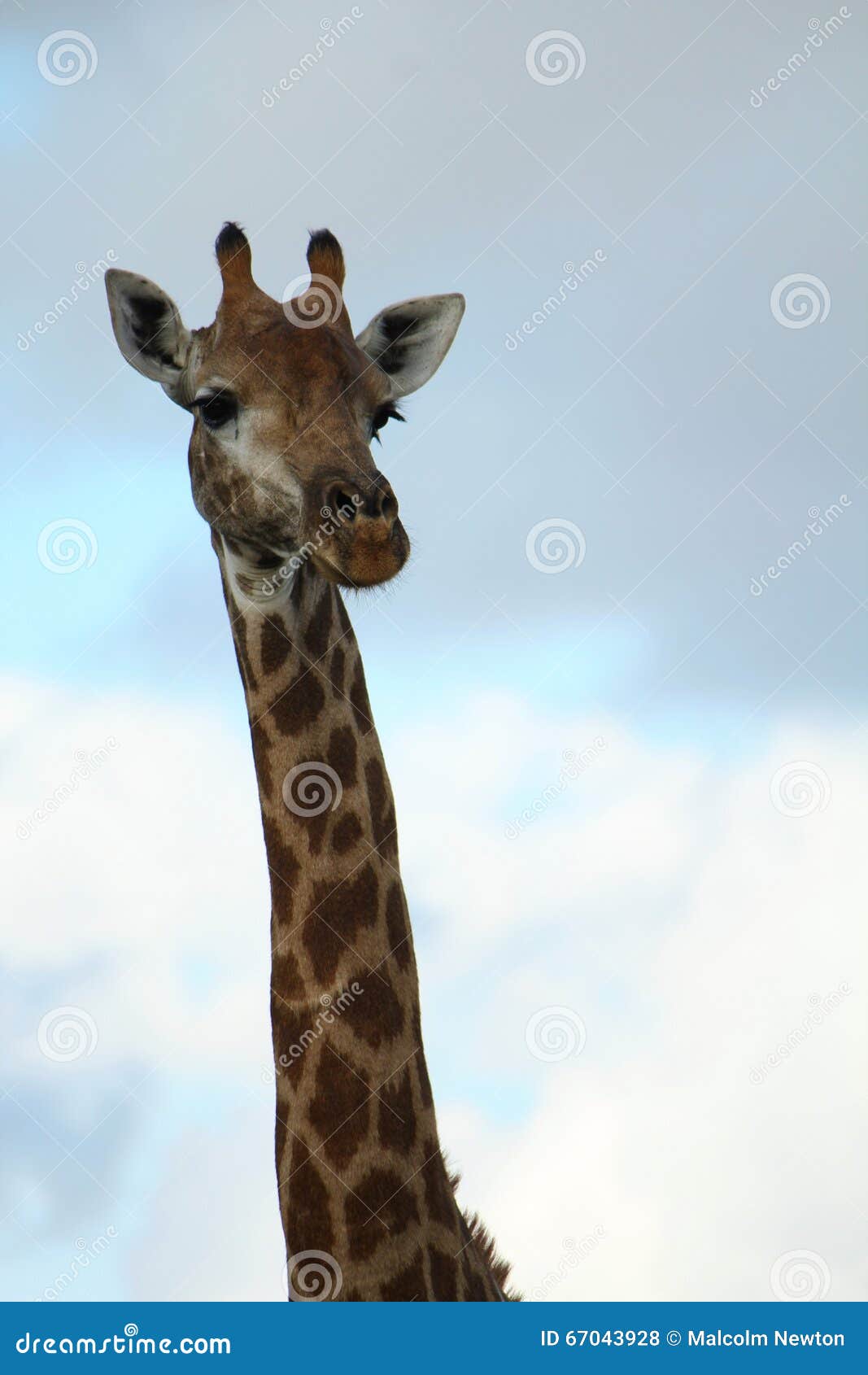 Eyelashes of a Giraffe stock photo. Image of thorns, eyes - 67043928