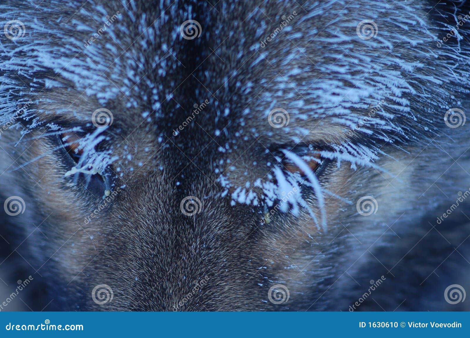 Eyes stock photo. Image of nose, frost, lashes, december - 1630610