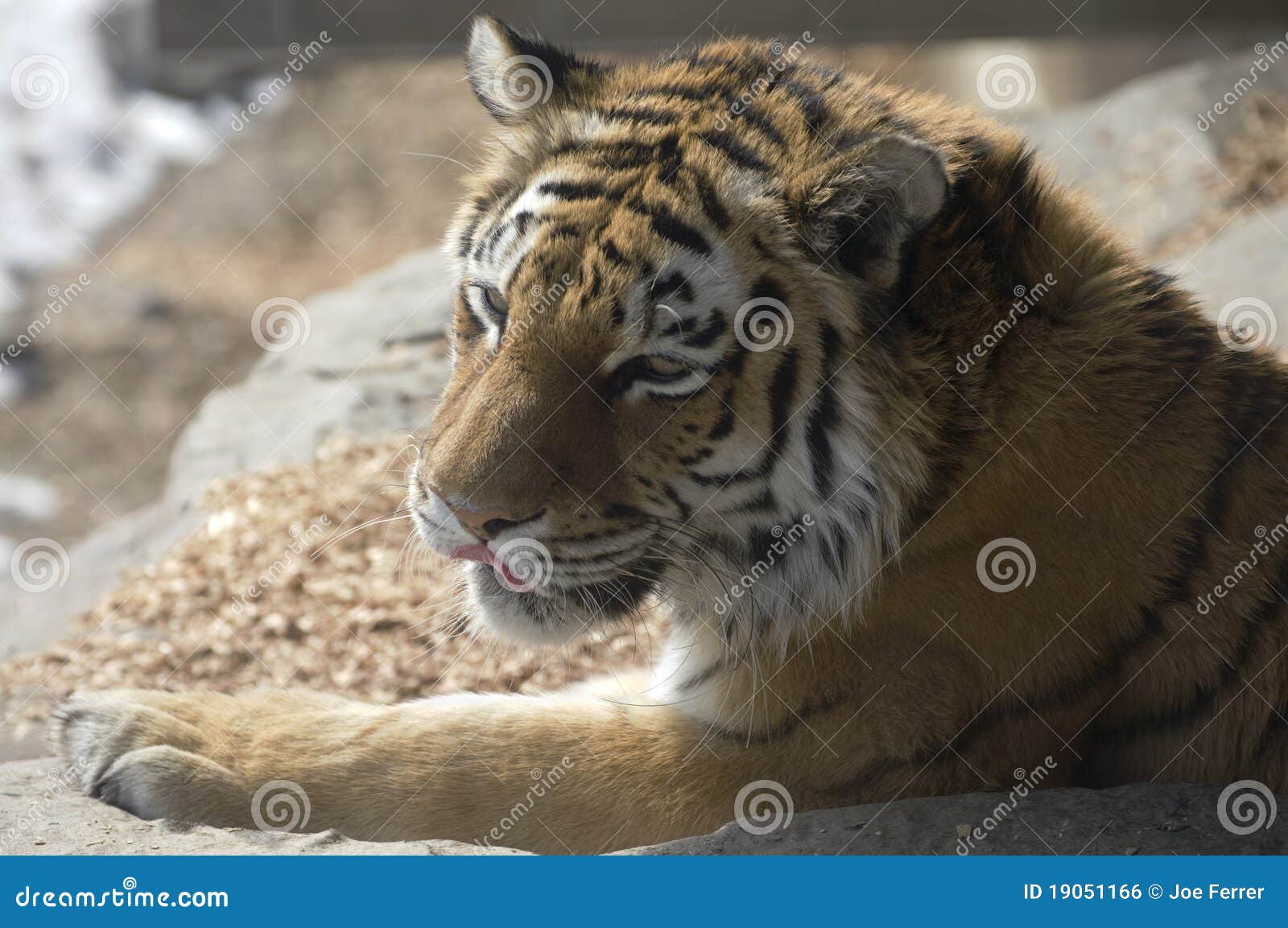 Eyes of the Amur Tiger stock photo. Image of amur, park - 19051166
