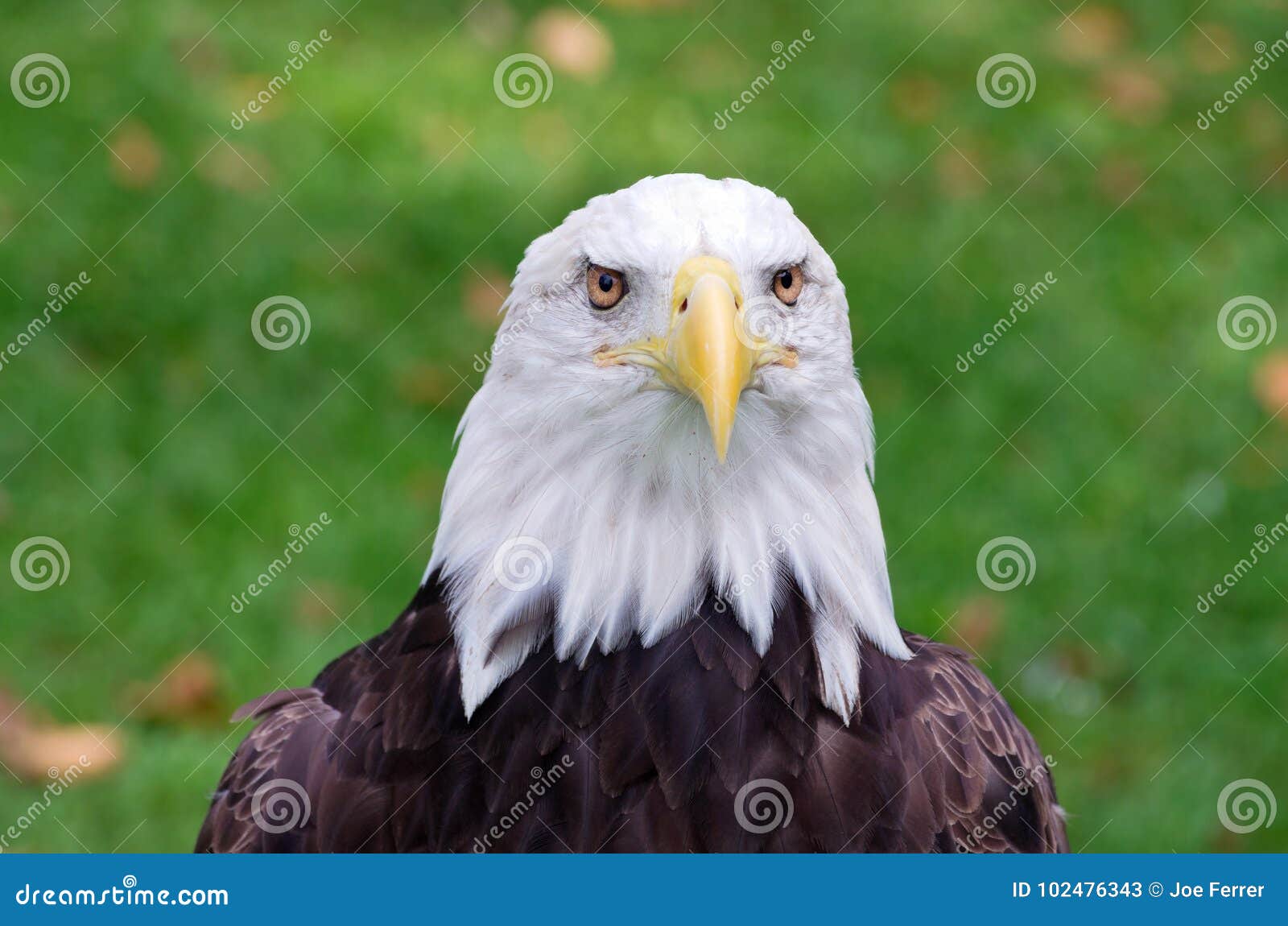 Eyes of a Bald Eagle stock image. Image of prey, flyer - 102476343