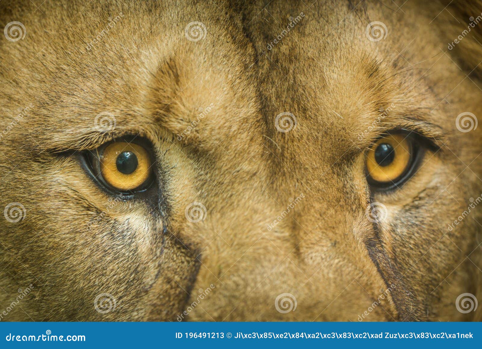 Eyes of a Berber Lion Portrait Stock Image - Image of wild, danger ...