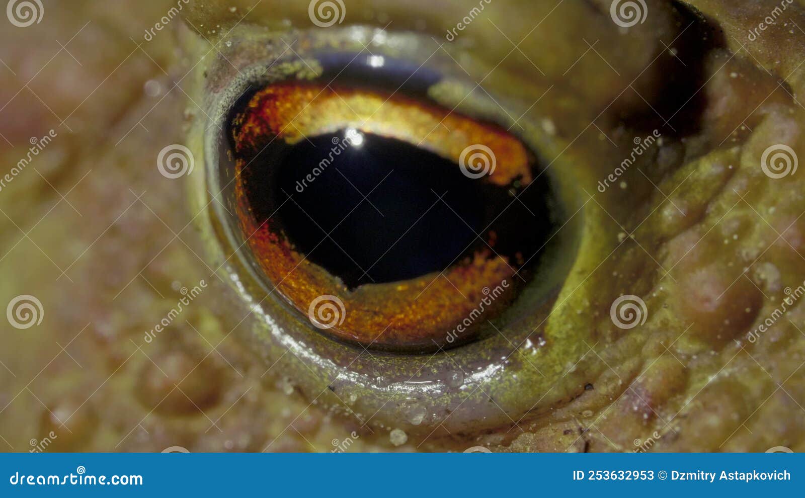 Eyes of Big Green Toad on the Ground in the Forest at Night, Macro ...