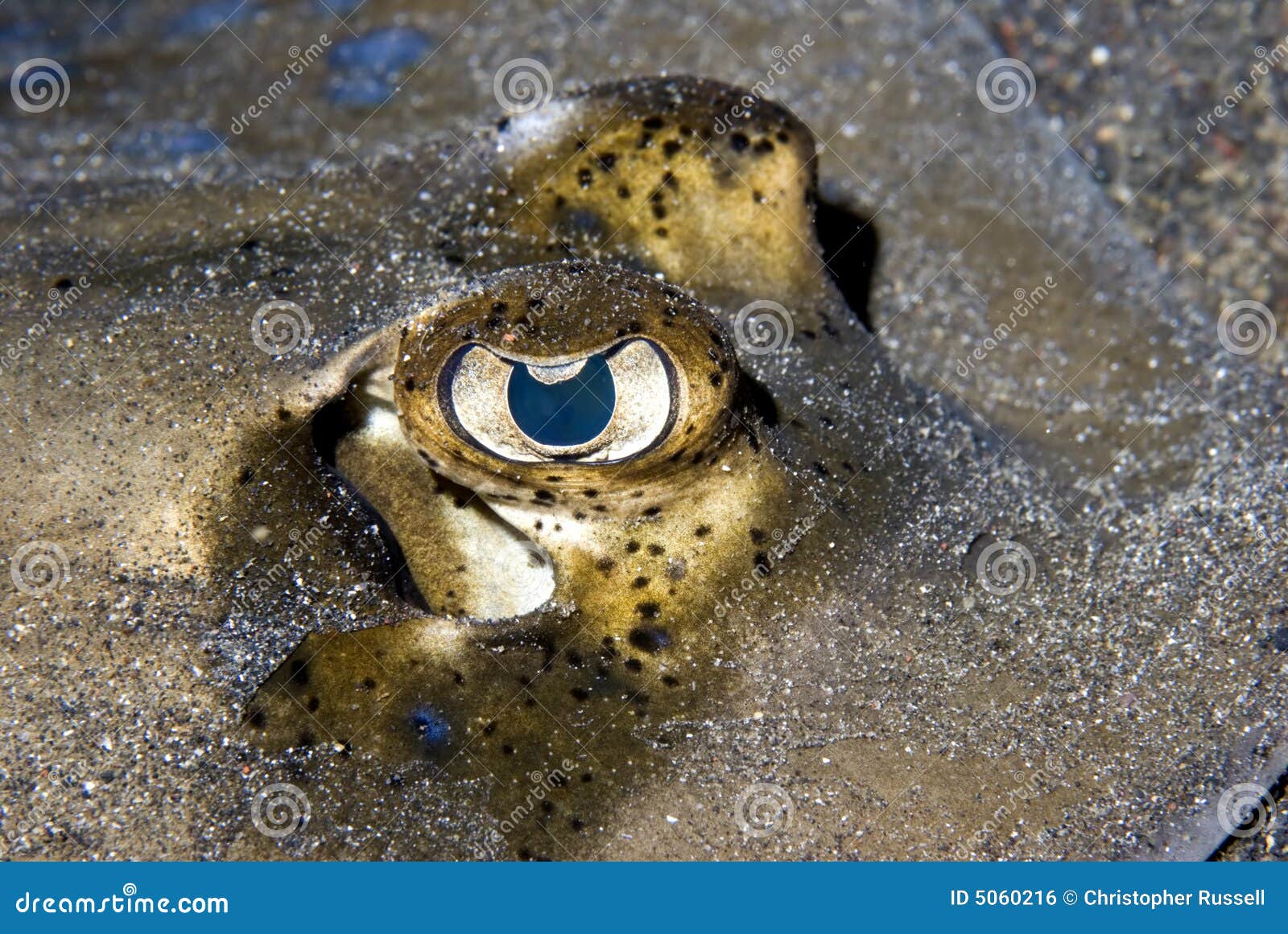 Eyes of Blue Spotted Stingray Stock Photo - Image of triangle, coral ...