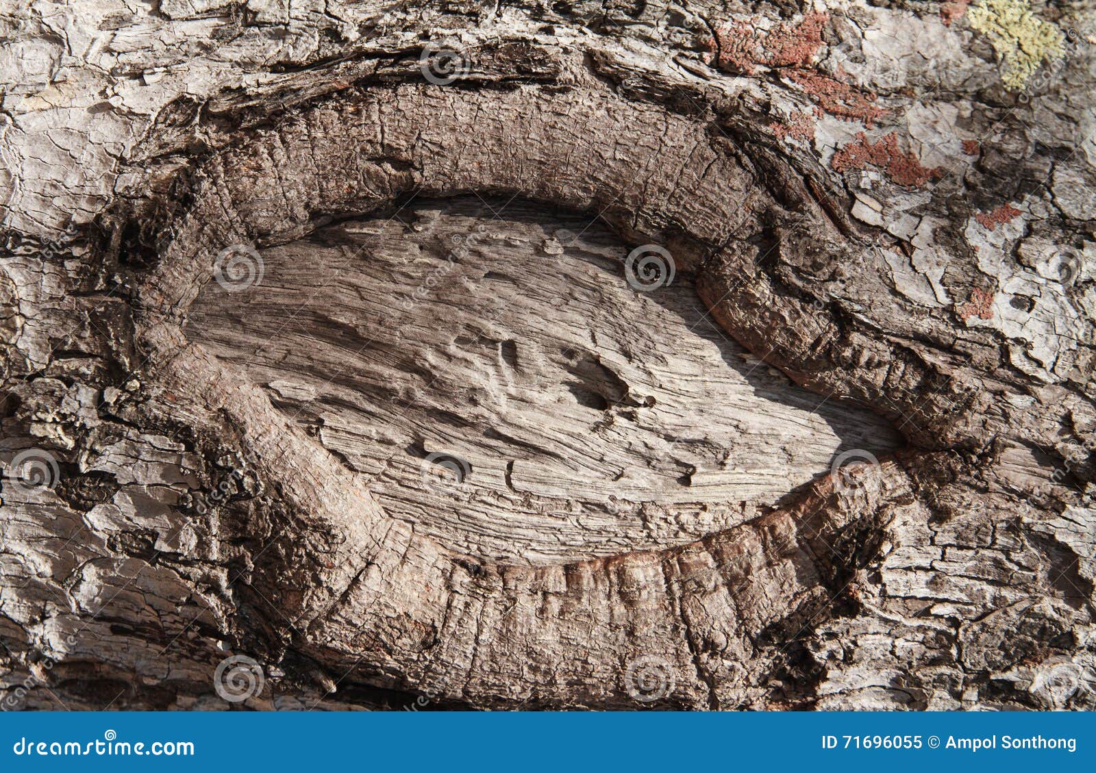 Eyes Carved on a Bark Tree. Stock Image - Image of emotion, nature ...