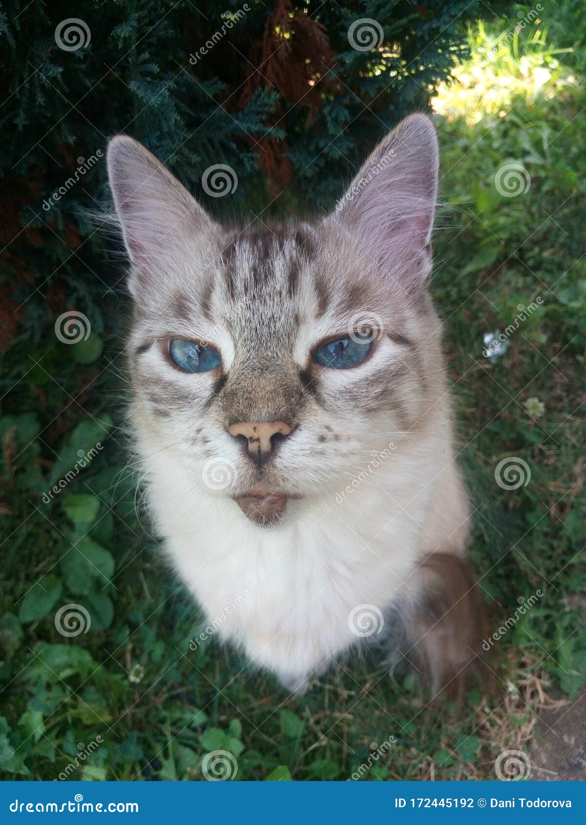 Eyes of Deep Blue Sea Cute Cat Siamese Stock Photo - Image of blue ...