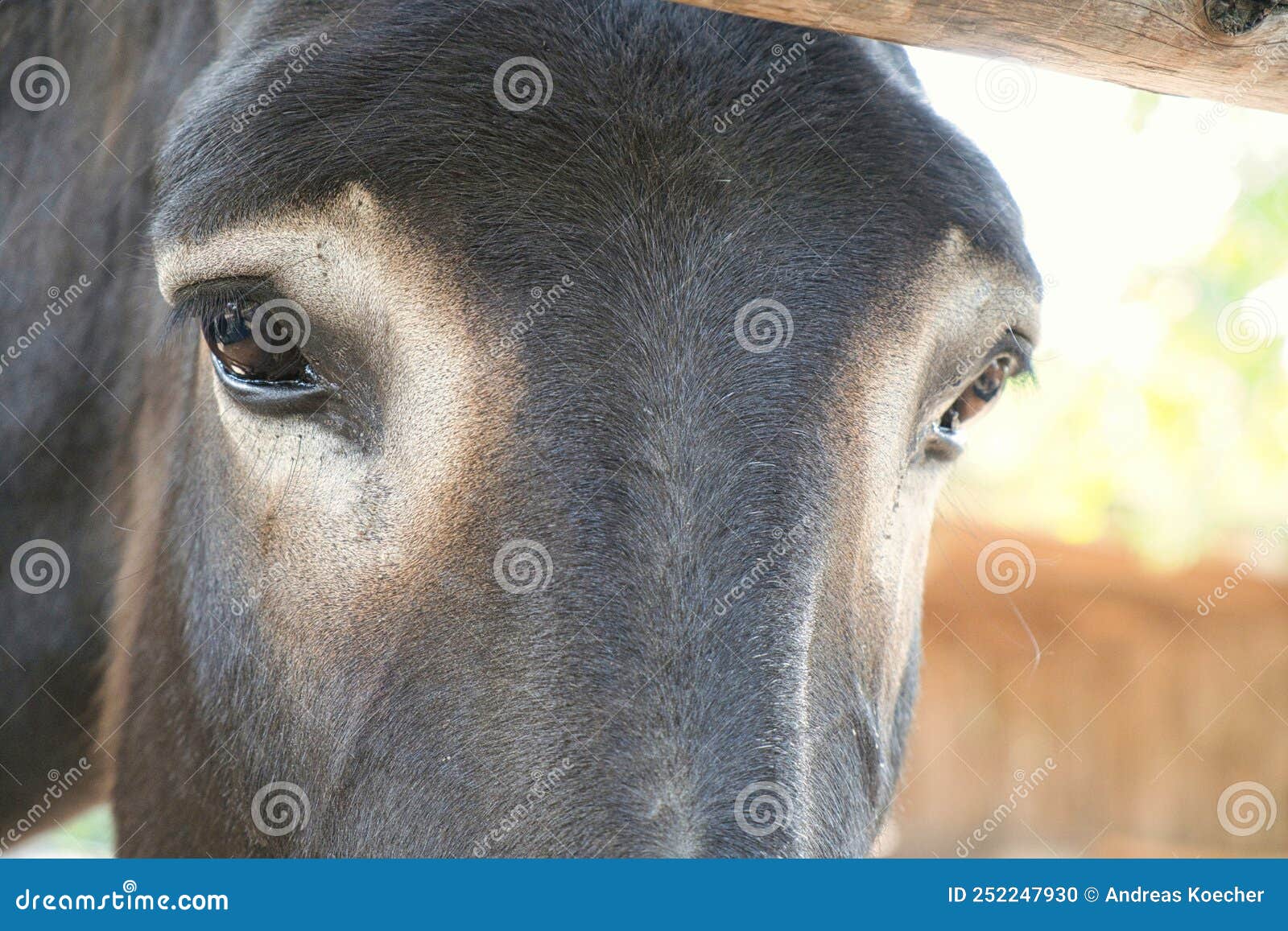 Eyes of a Donkey. Detailed Closeup Stock Photo - Image of ranch ...