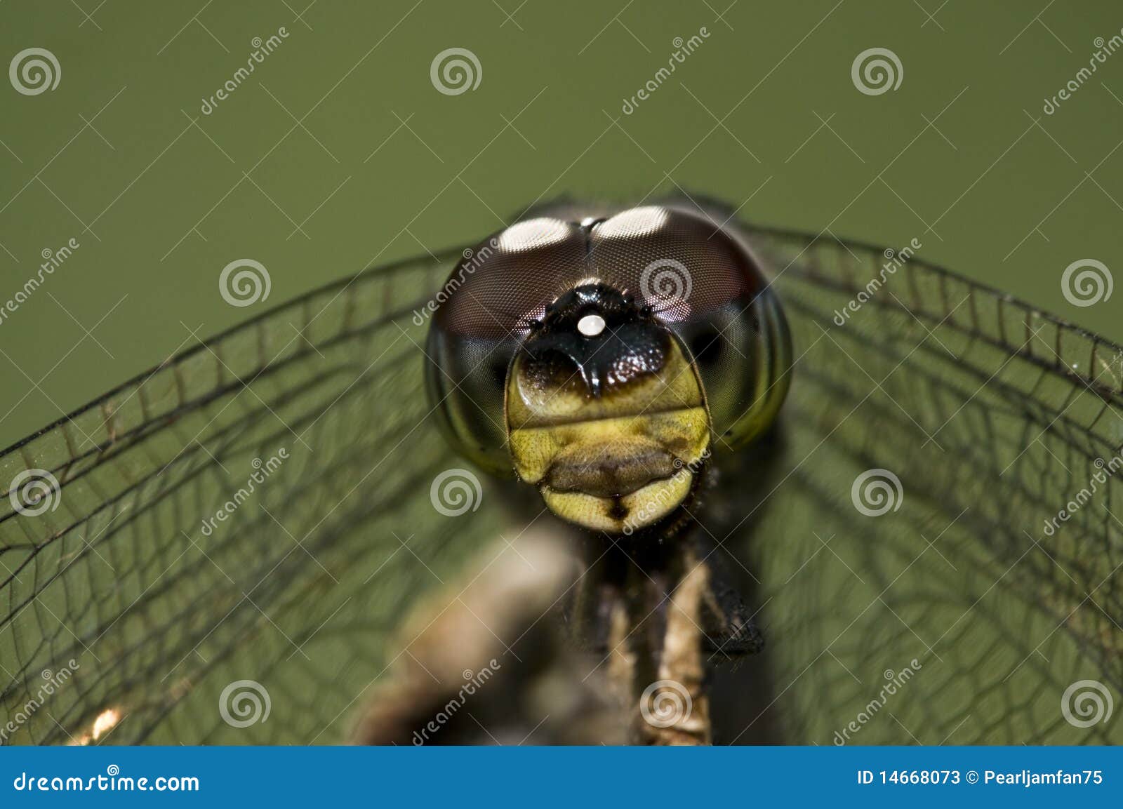 Eyes of dragonfly stock image. Image of face, insect - 14668073