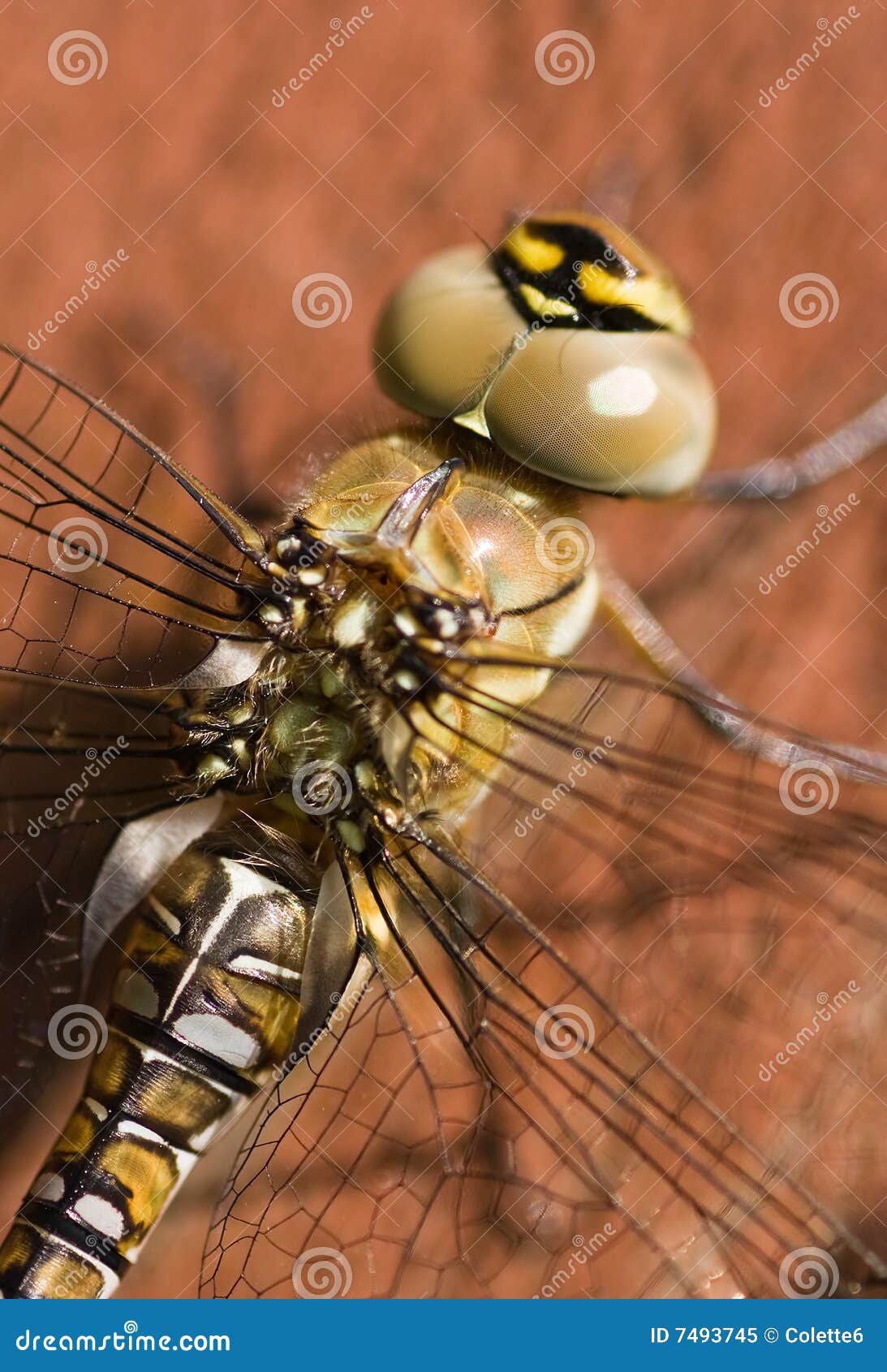 Eyes of the dragonfly stock image. Image of hunting, insects - 7493745