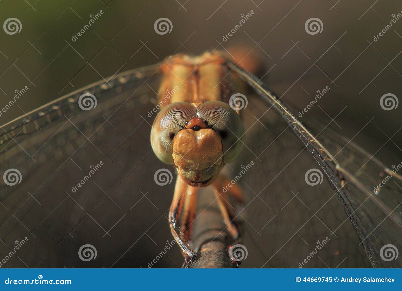 Eyes of Dragonfly stock image. Image of animal, wings - 44669745