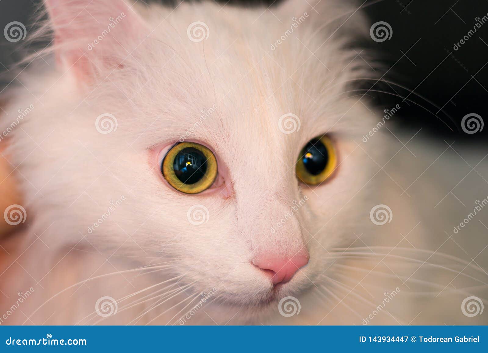Eyes and Face of a Turkish Angora Cat Stock Image - Image of turkish ...