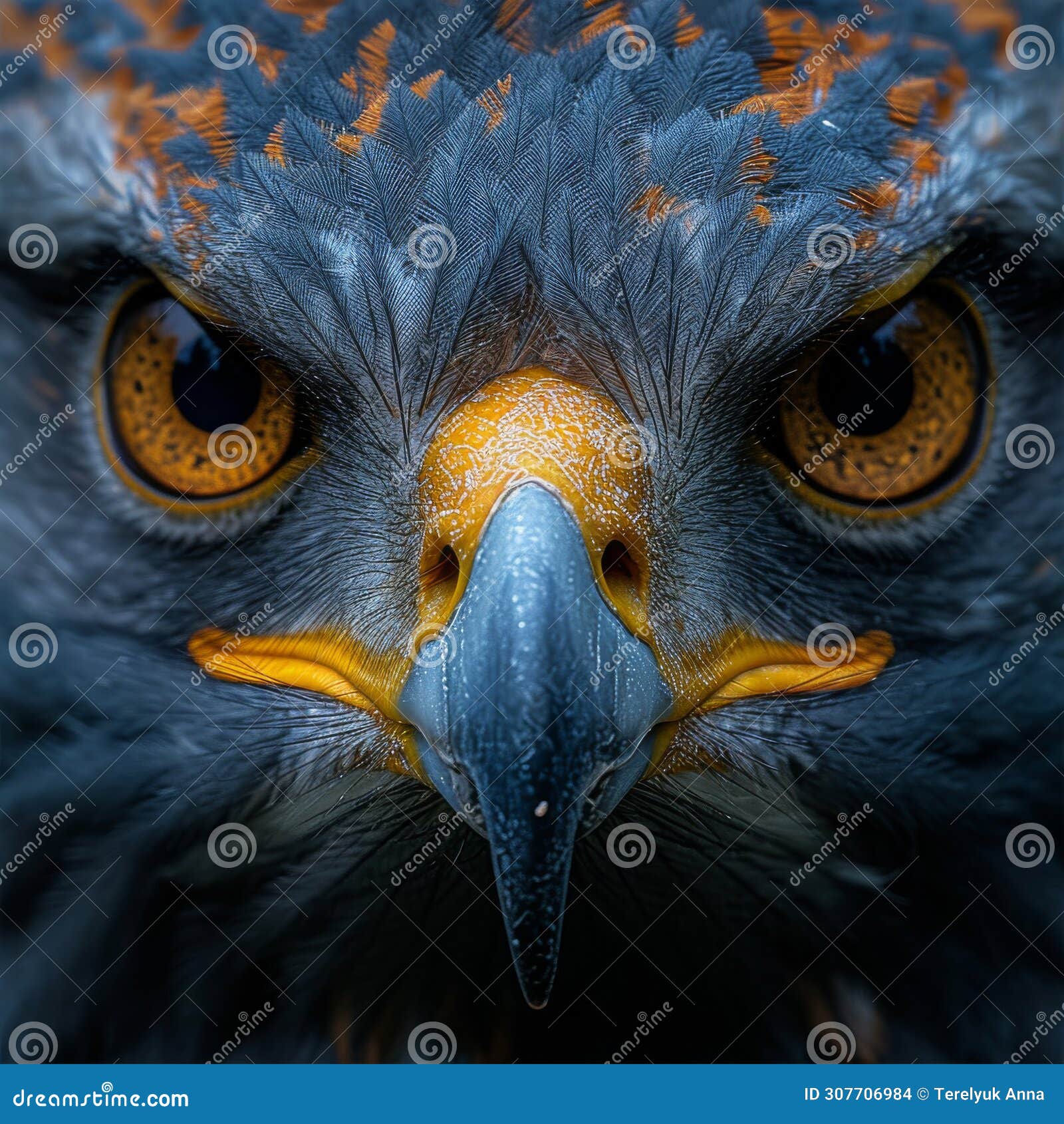 The Eyes of Hawk. a Macro Portrait of an Eagle Stock Photo - Image of ...