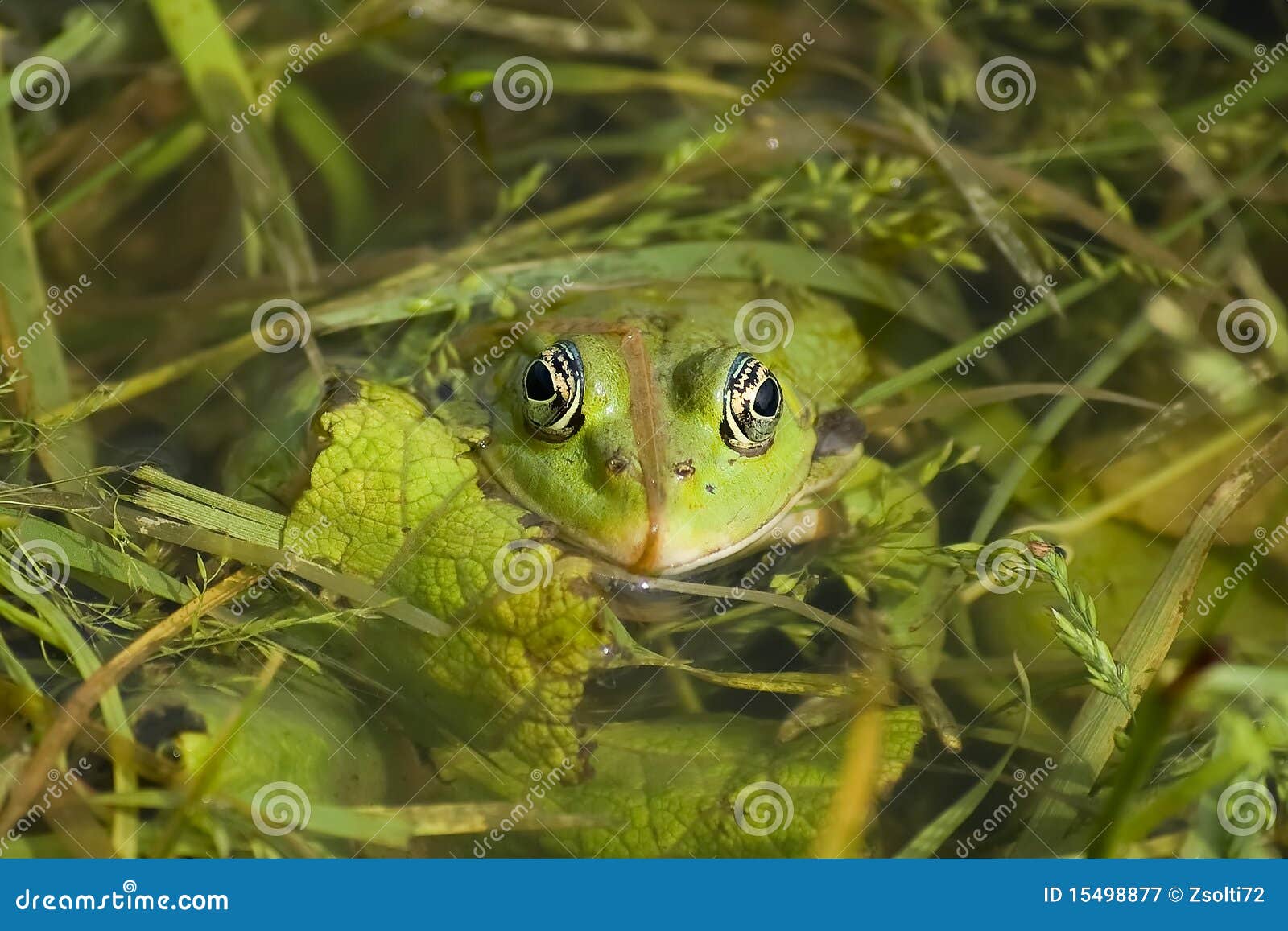 Eyes of a hidden bullfrog stock image. Image of mask - 15498877