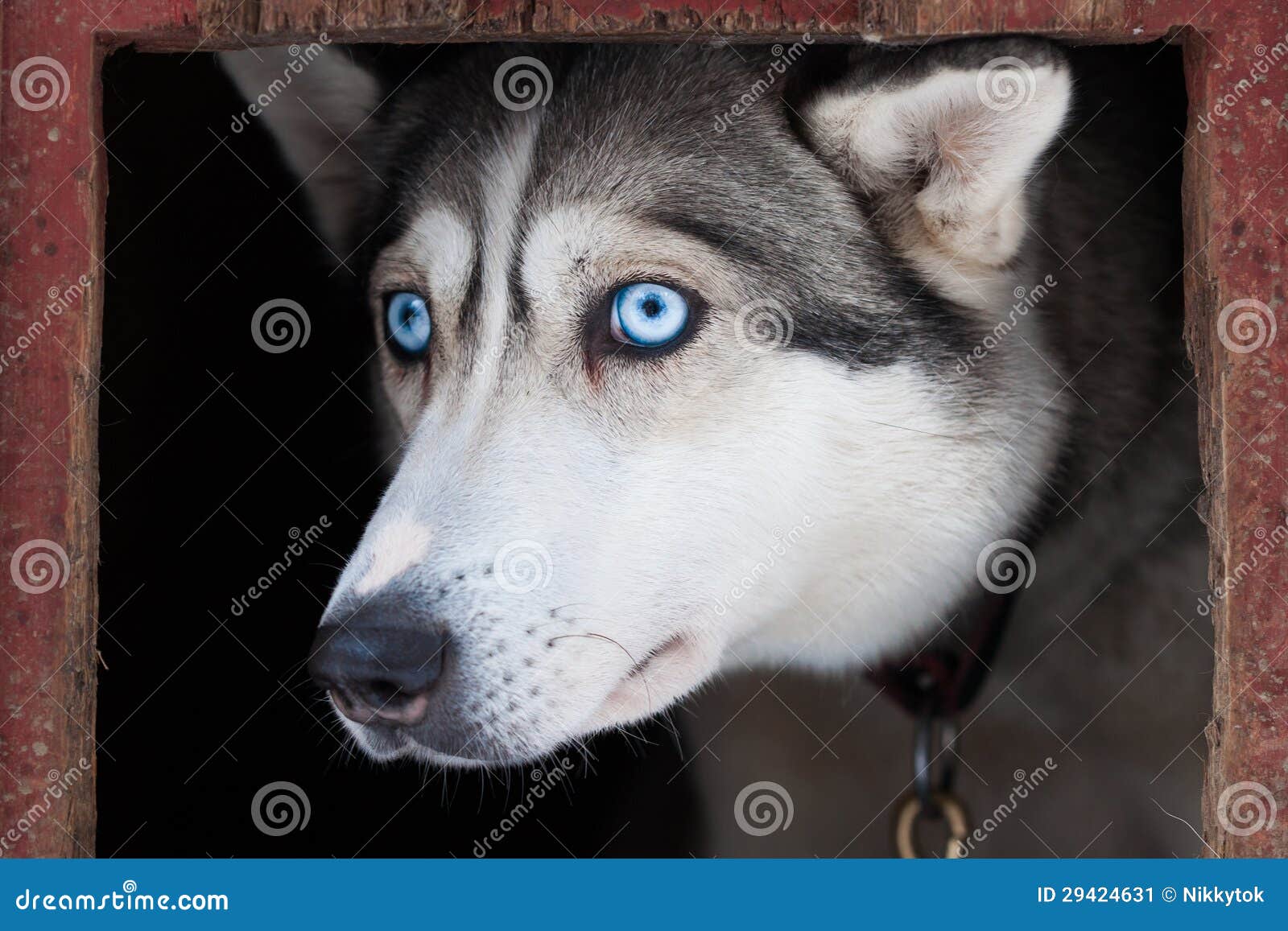 Eyes of husky dog stock image. Image of kennel, nature - 29424631