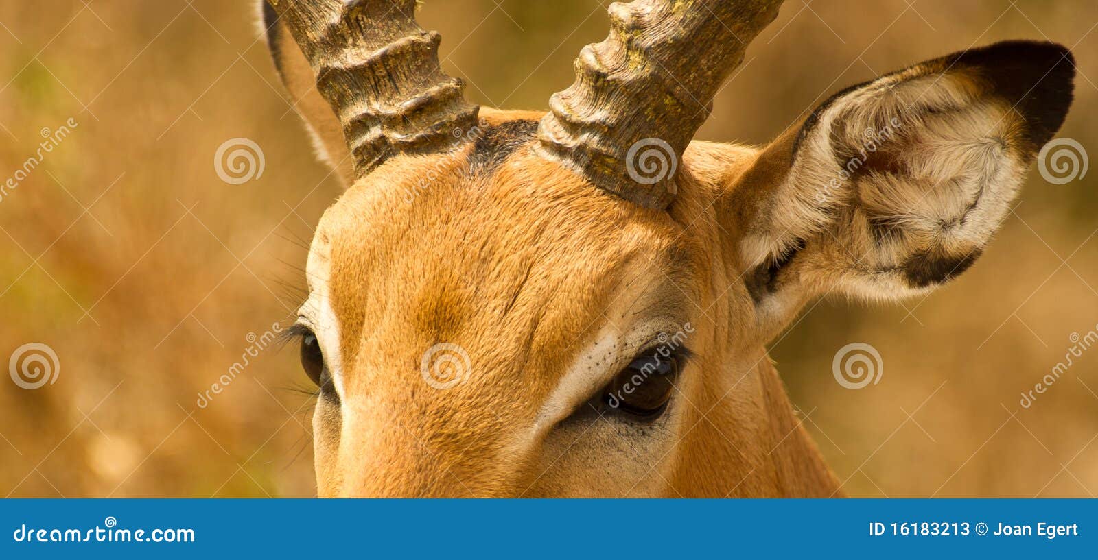 The eyes of the Impala stock image. Image of appealing - 16183213