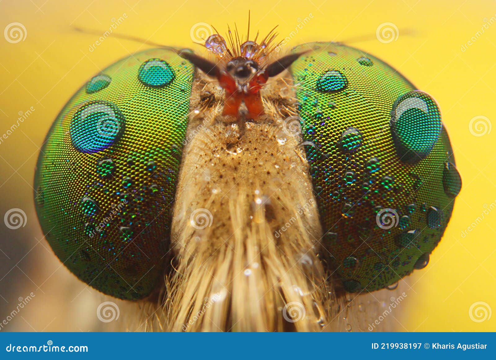 Eyes Insect Closeup Macro Photo Stock Image - Image of closeup, insect ...