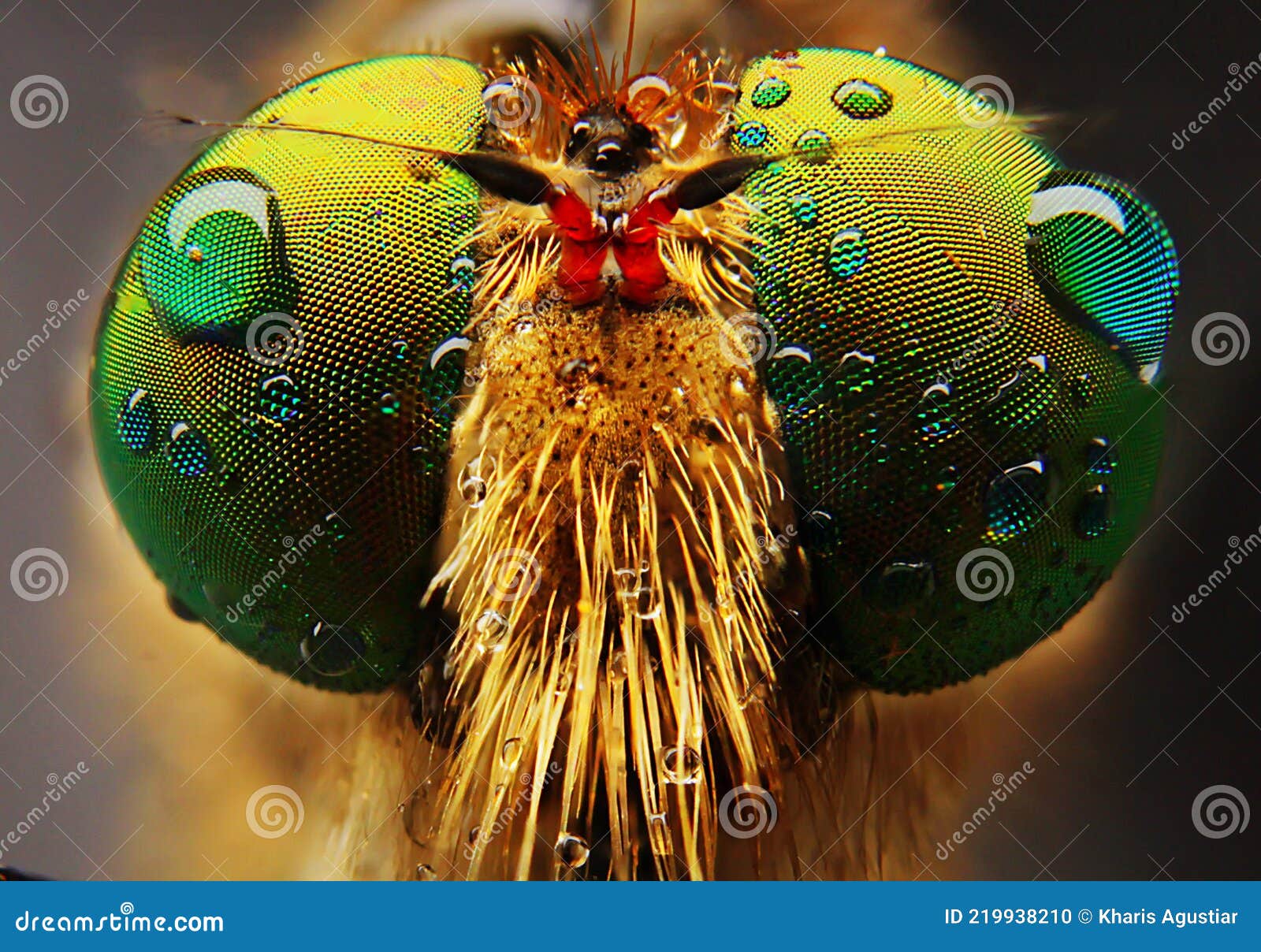 Eyes Insect Closeup Macro Photo Stock Photo - Image of insect, eyes ...