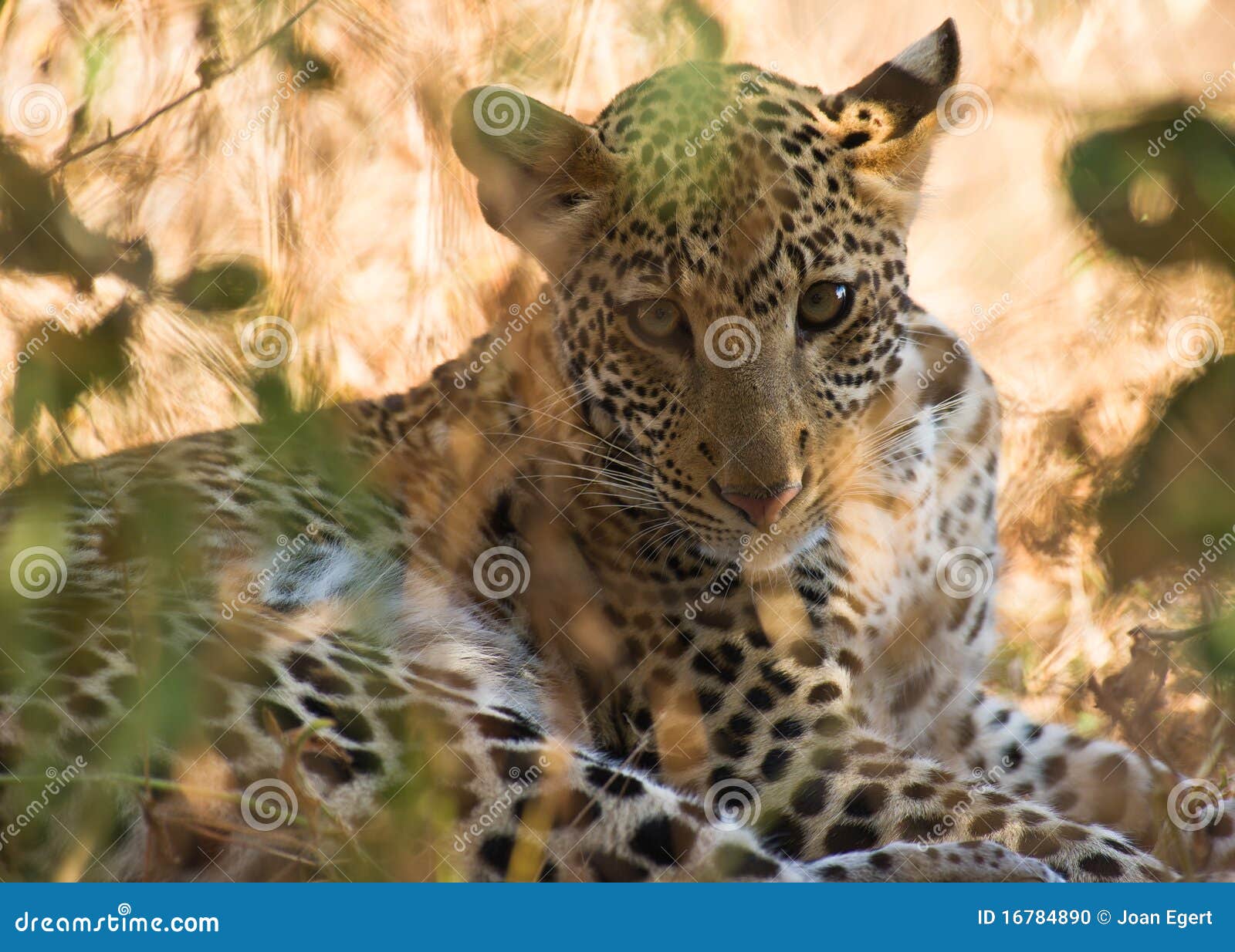 The eyes of the leopard stock photo. Image of hidden - 16784890