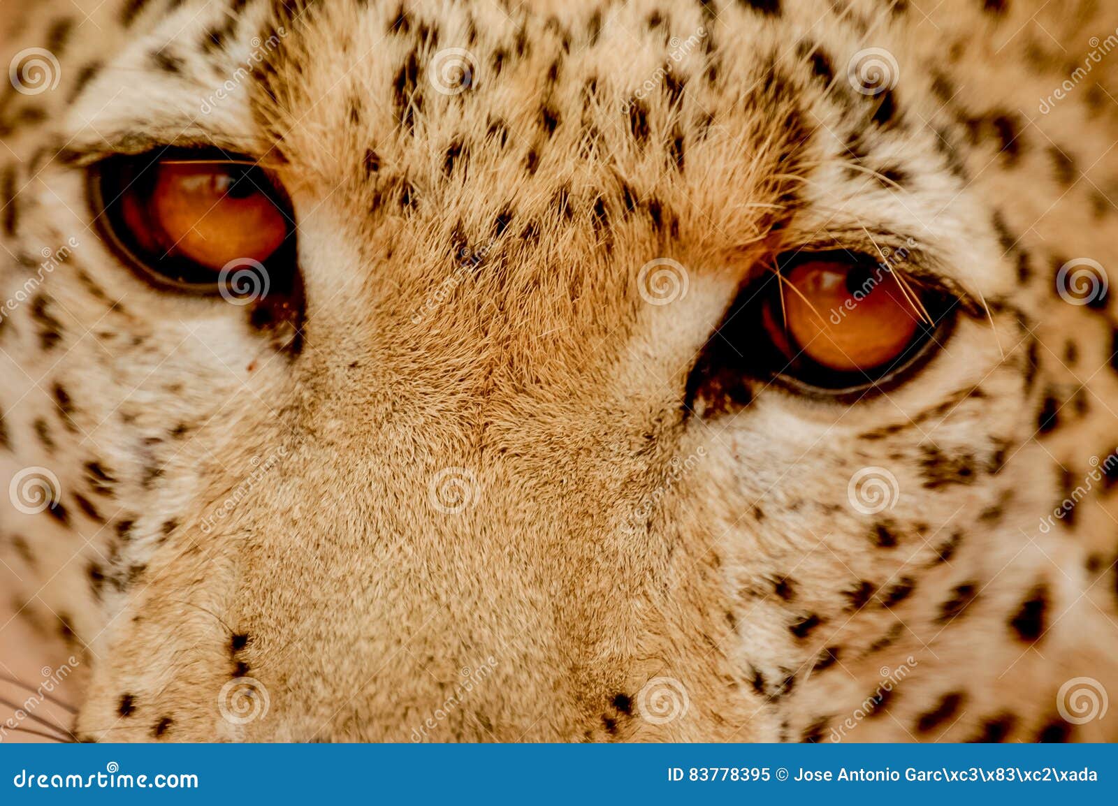 Eyes of Leopard stock image. Image of morning, tree, female - 83778395