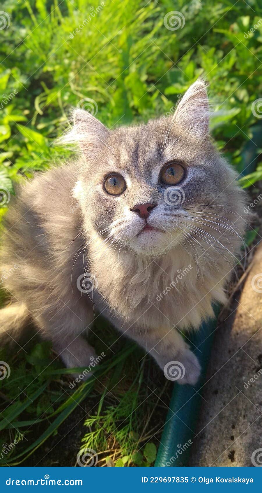 Eyes of a little grey cat stock image. Image of wildlife - 229697835