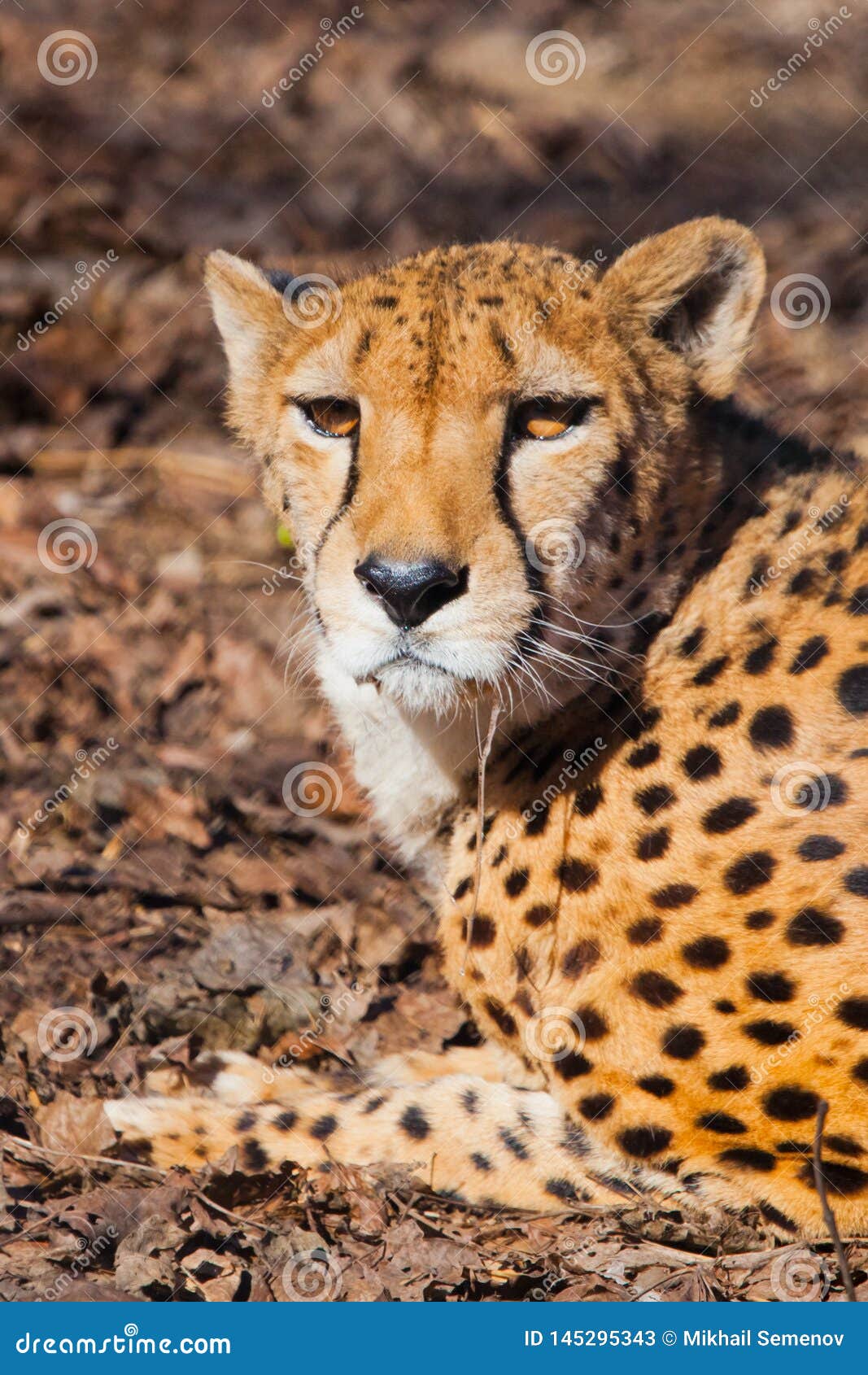 Eyes Looking. a Bright Red Cheetah Rests and Looks Lying on the ...