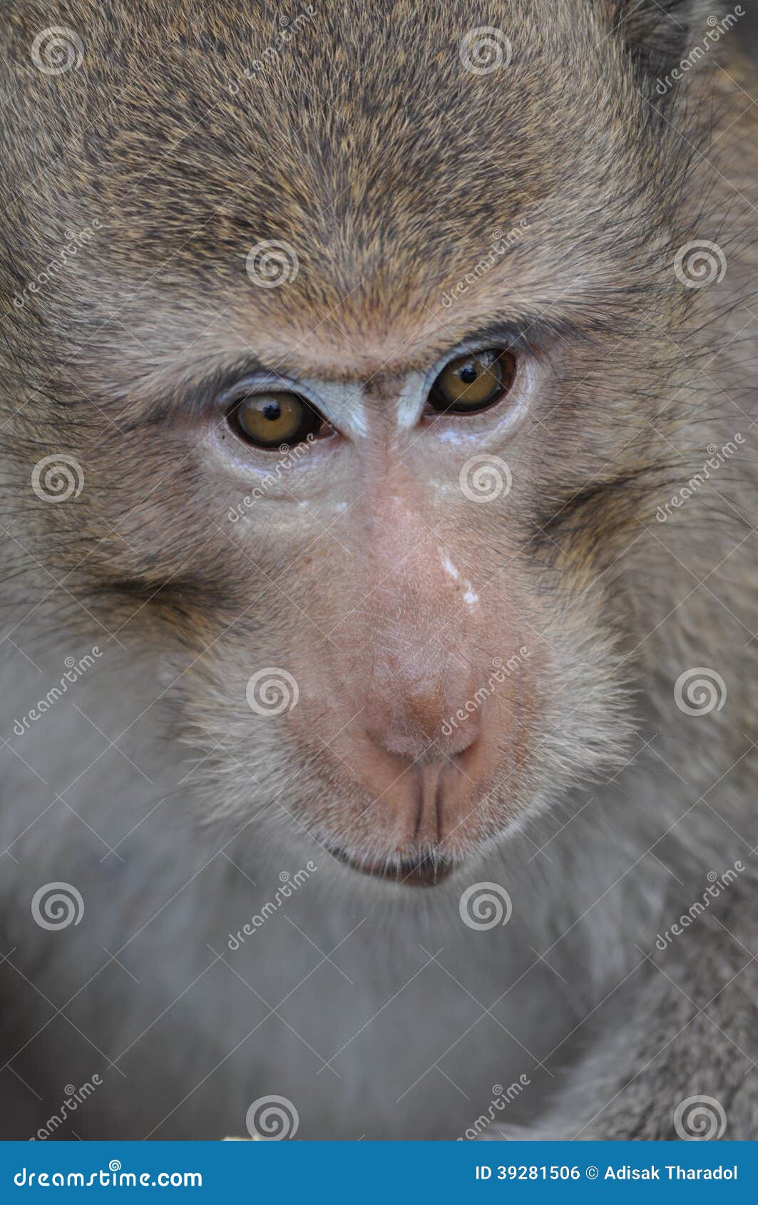 The eyes of monkey stock photo. Image of monkey, longtailed - 39281506