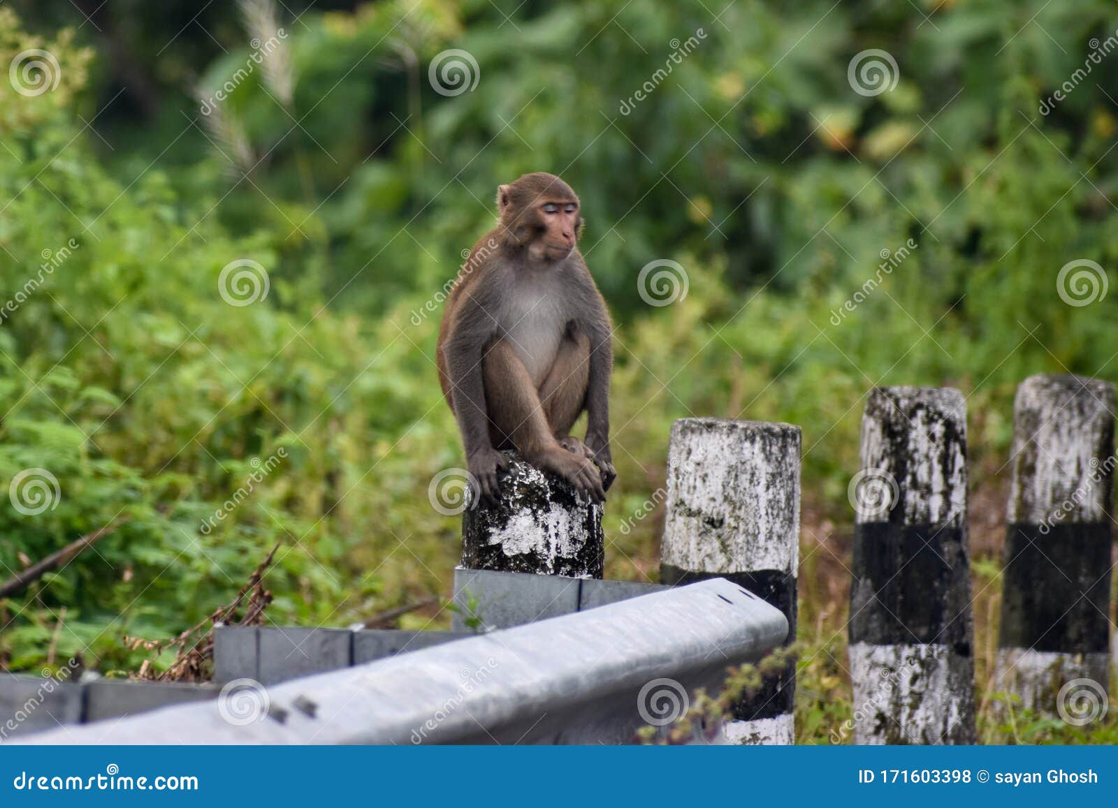 Eyes Monkey Road Side Animals Stock Photo - Image of road, animals ...