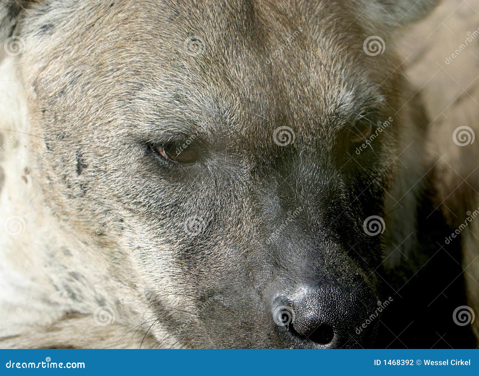 Eyes and Nose of Spotted Hyena Stock Photo - Image of mammal, close ...