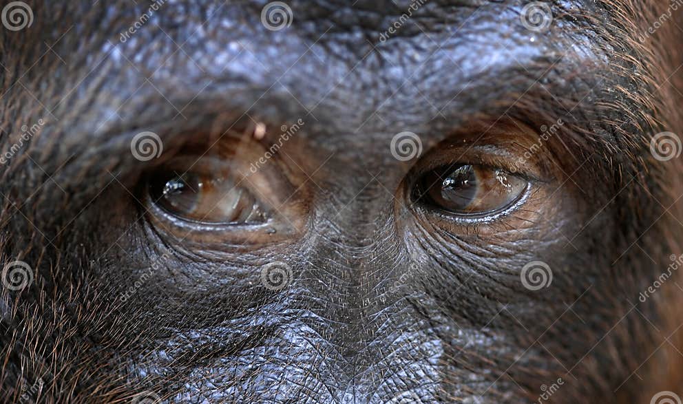 Eyes of the orangutan. stock image. Image of face, hair - 18773387
