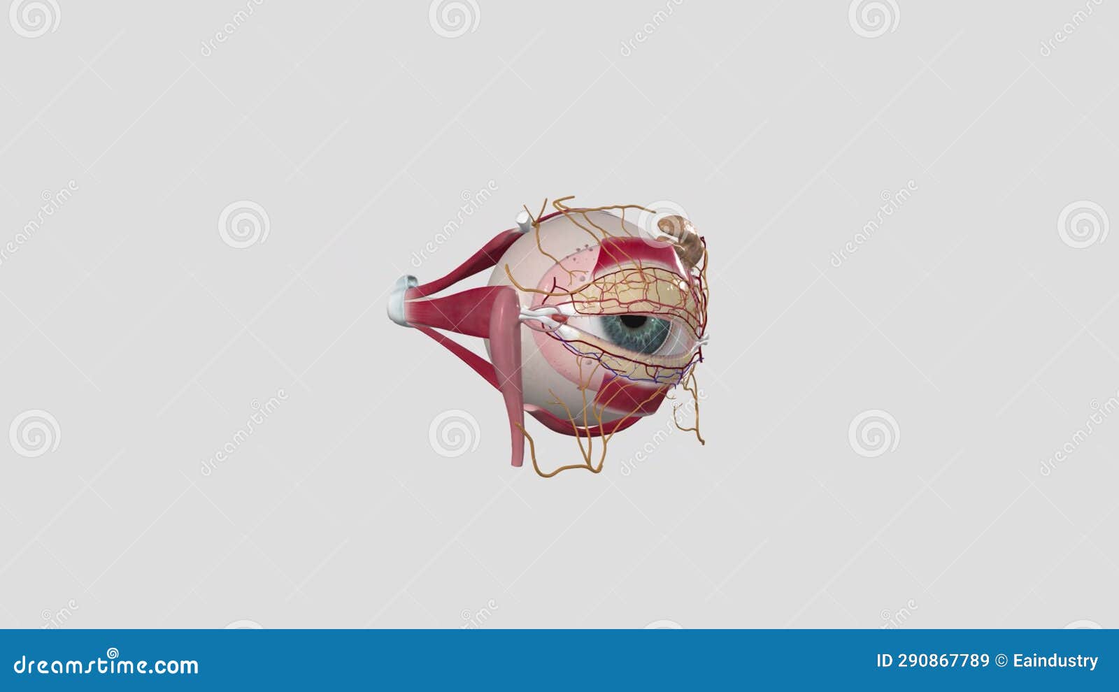Eyes are Organs of the Visual System Stock Video - Video of patient ...