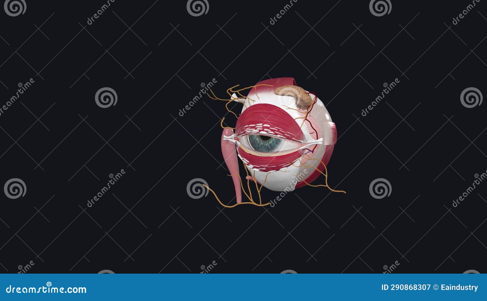 Eyes are Organs of the Visual System Stock Video - Video of disease ...