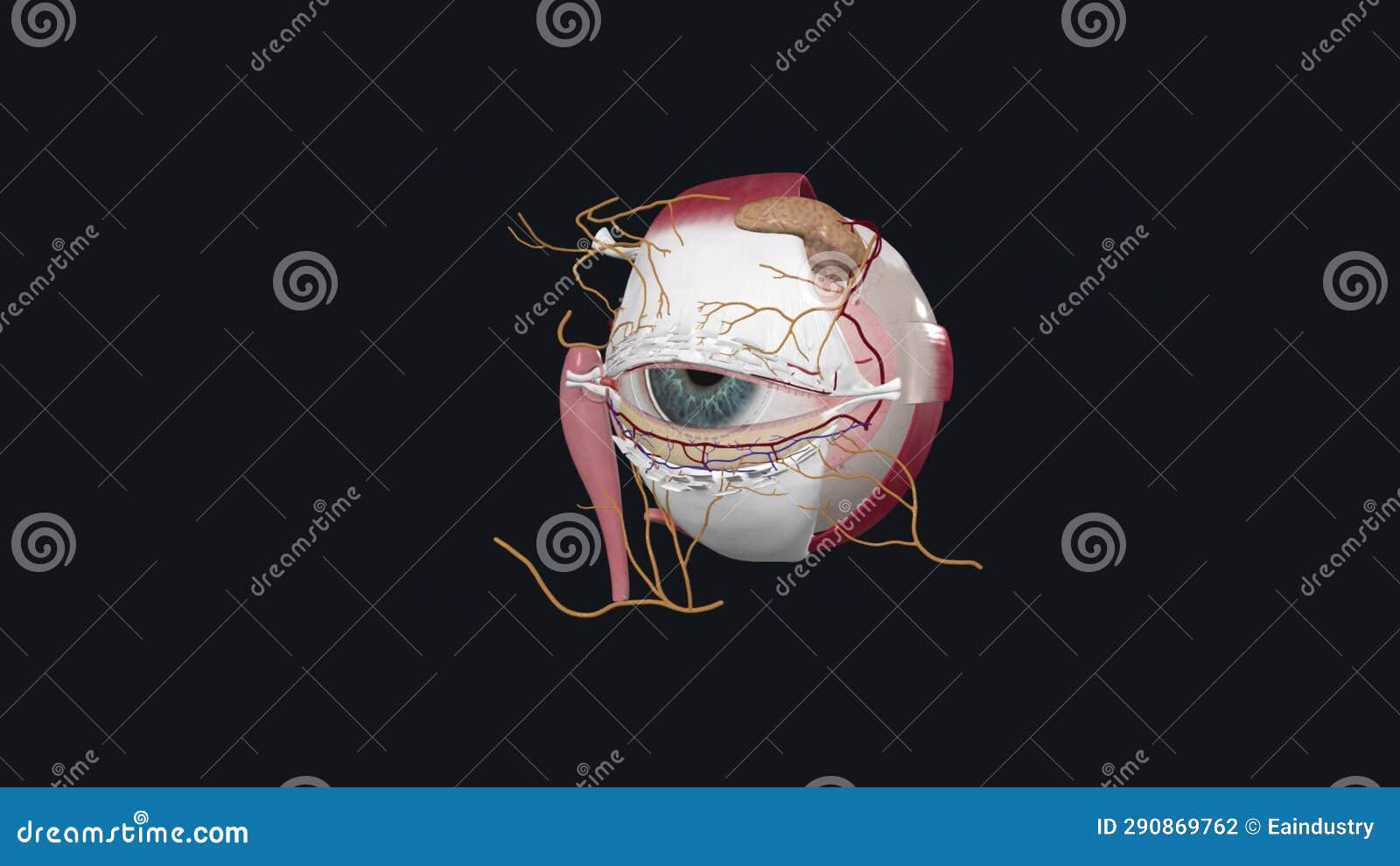 Eyes are Organs of the Visual System Stock Footage - Video of medical ...