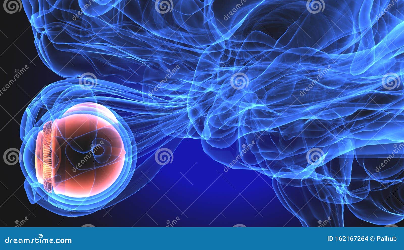 3d Illustration Human Body Eye Anatomy Human Body Organ Stock ...