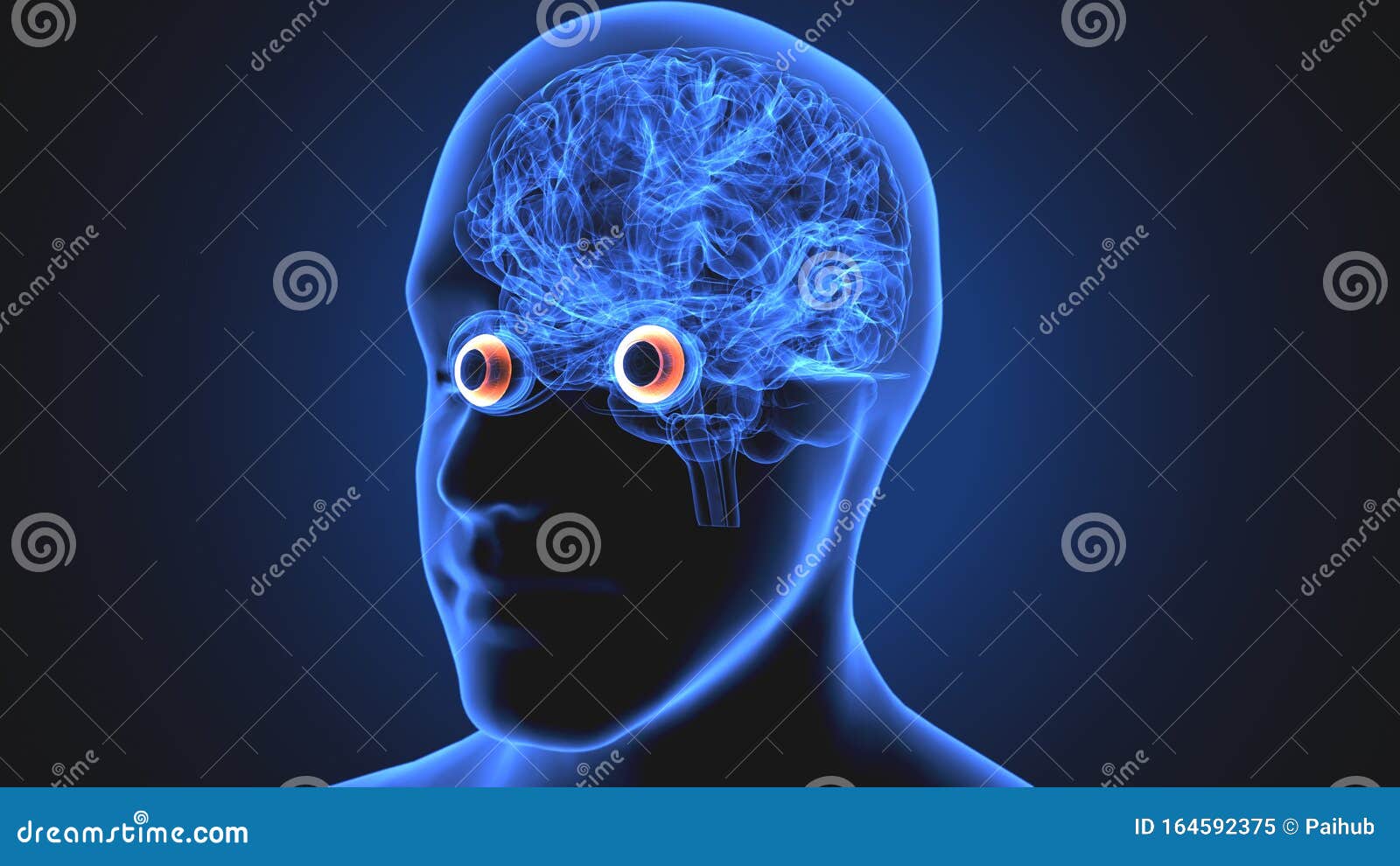 3d Illustration Human Body Eye Anatomy Human Body Organ Stock ...