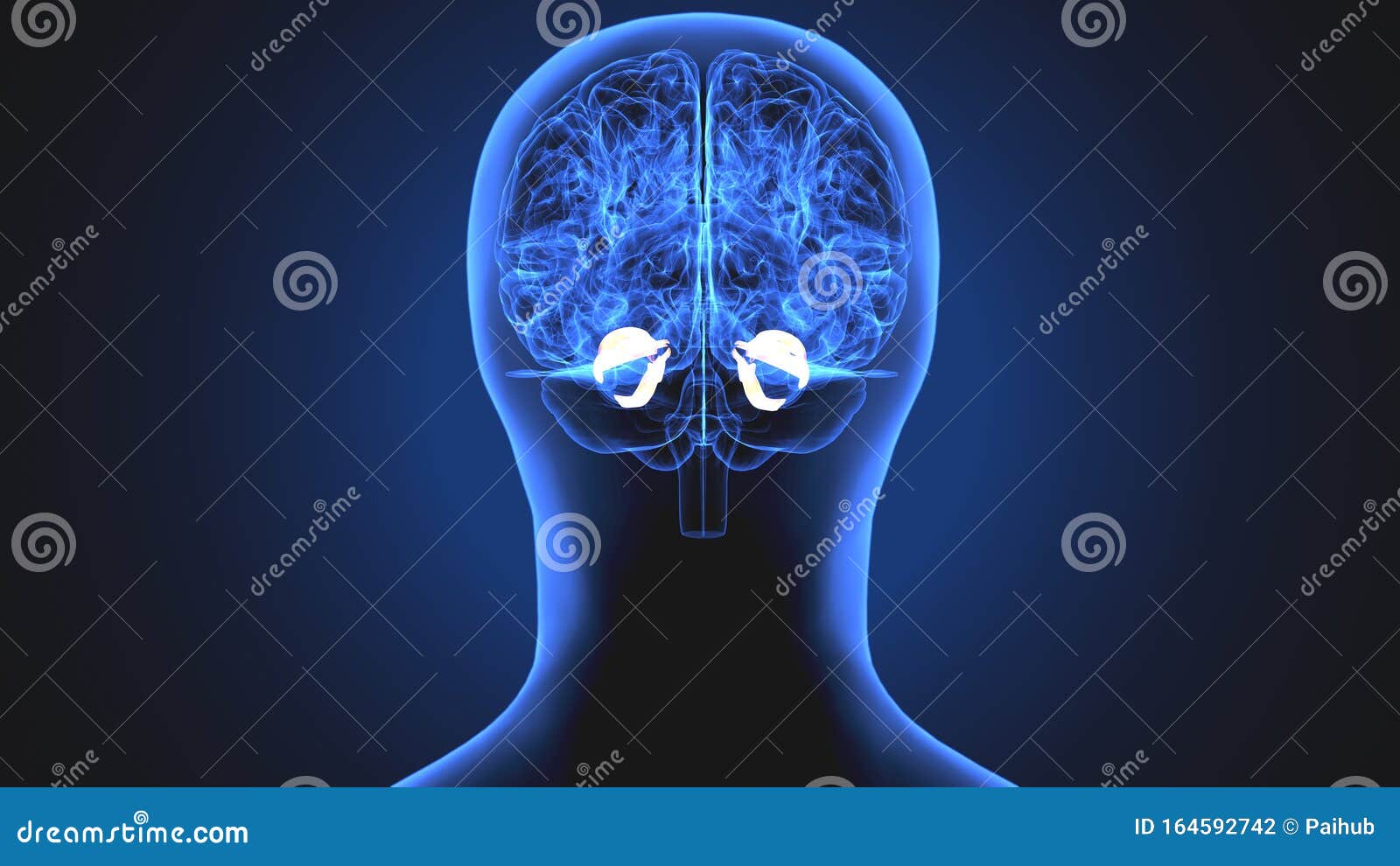 3d Illustration Human Body Eye Anatomy Human Body Organ Stock ...