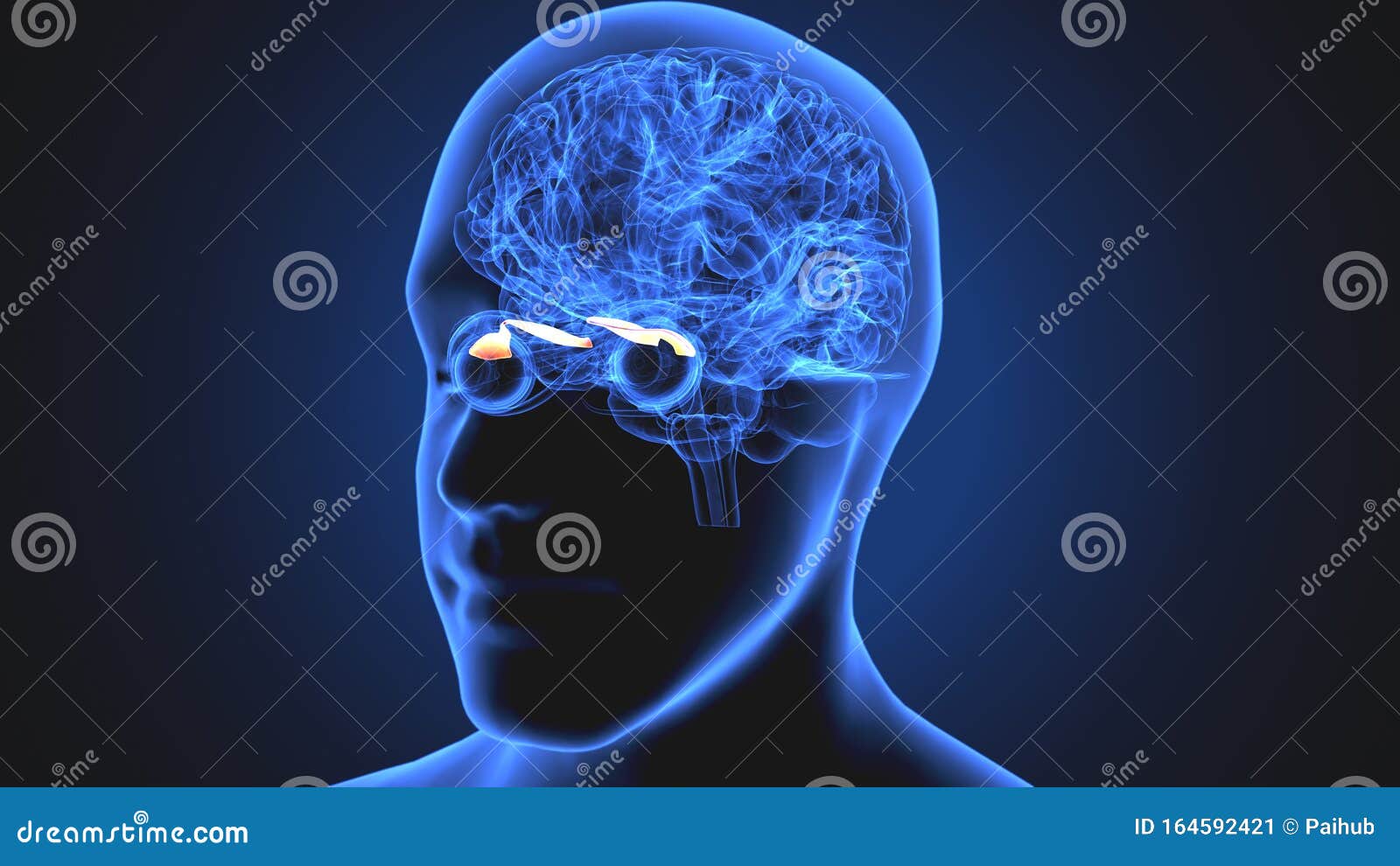 3d Illustration Human Body Eye Anatomy Human Body Organ Stock ...