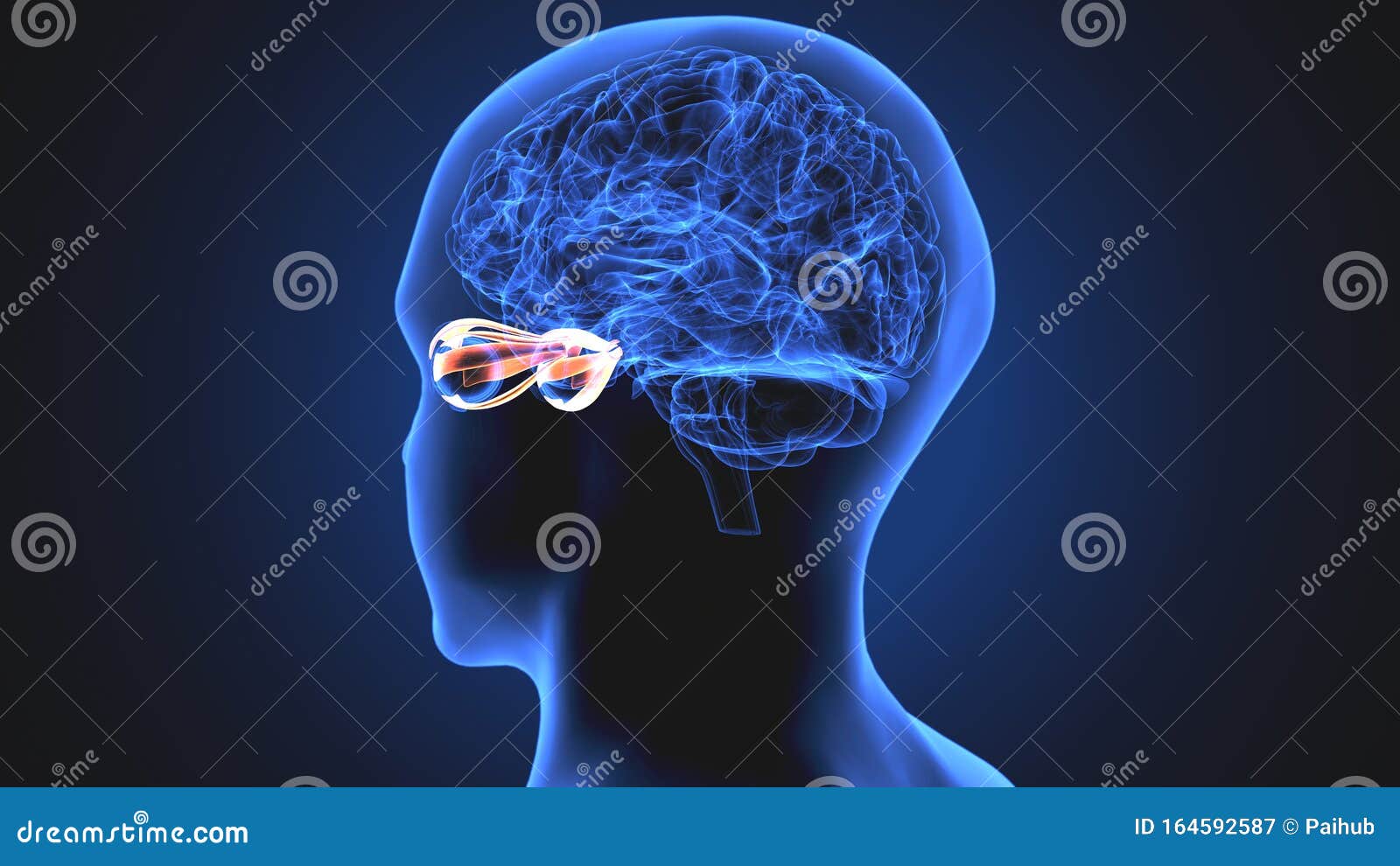 3d Illustration Human Body Eye Anatomy Human Body Organ Stock ...