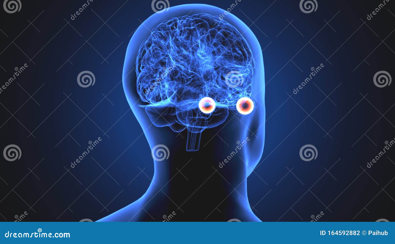 3d Illustration Human Body Eye Anatomy Human Body Organ Stock ...