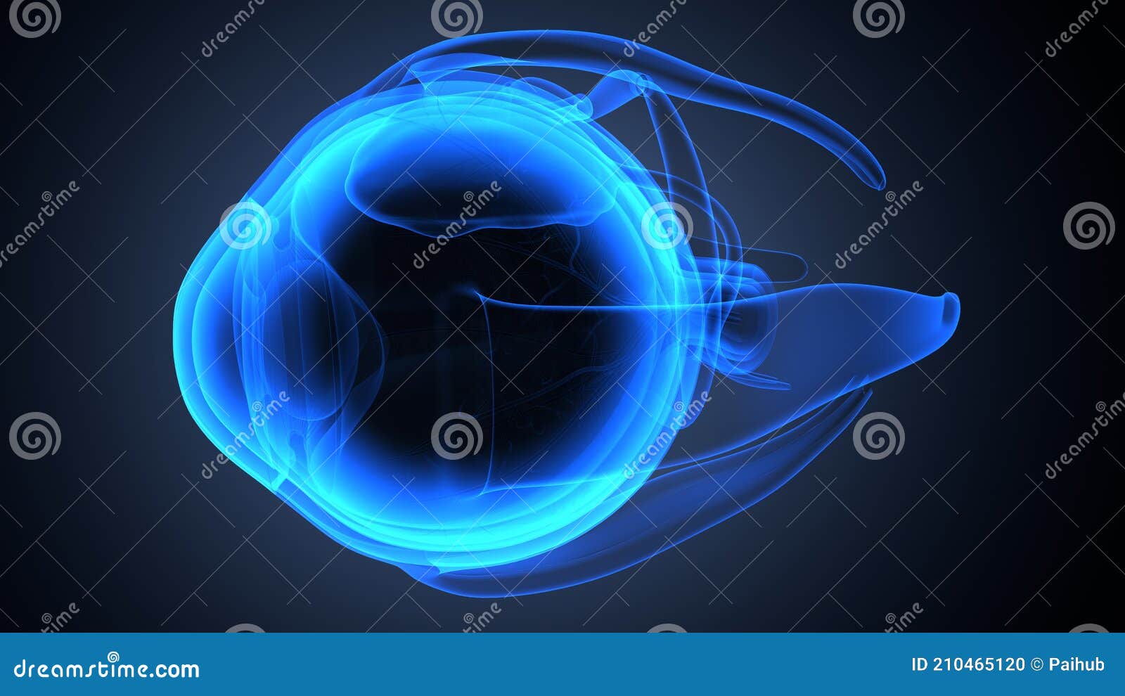 3d Illustration of Human Body Eye Intersection Anatomy Stock ...