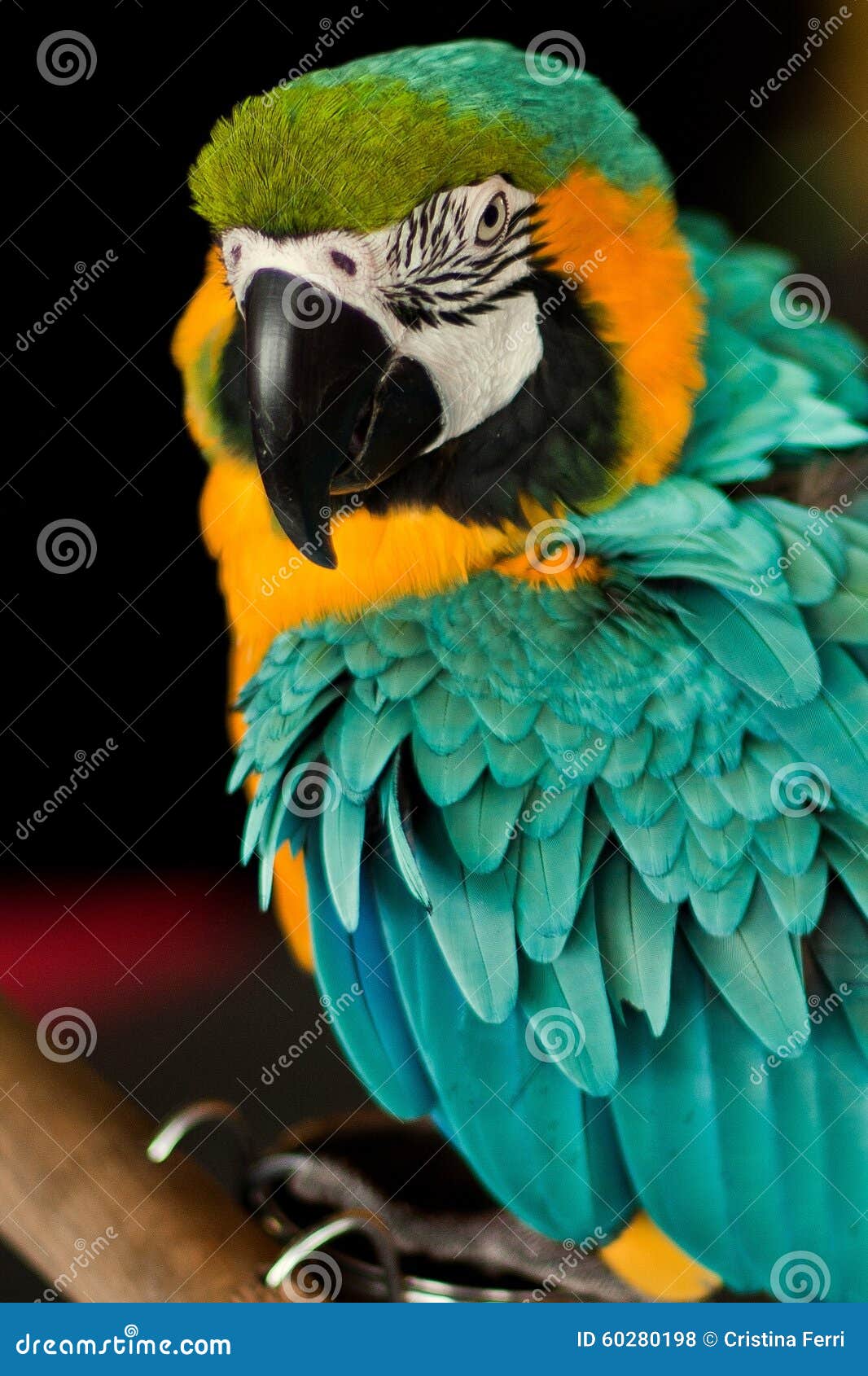 Eyes of a parrot editorial stock photo. Image of parrot - 60280198