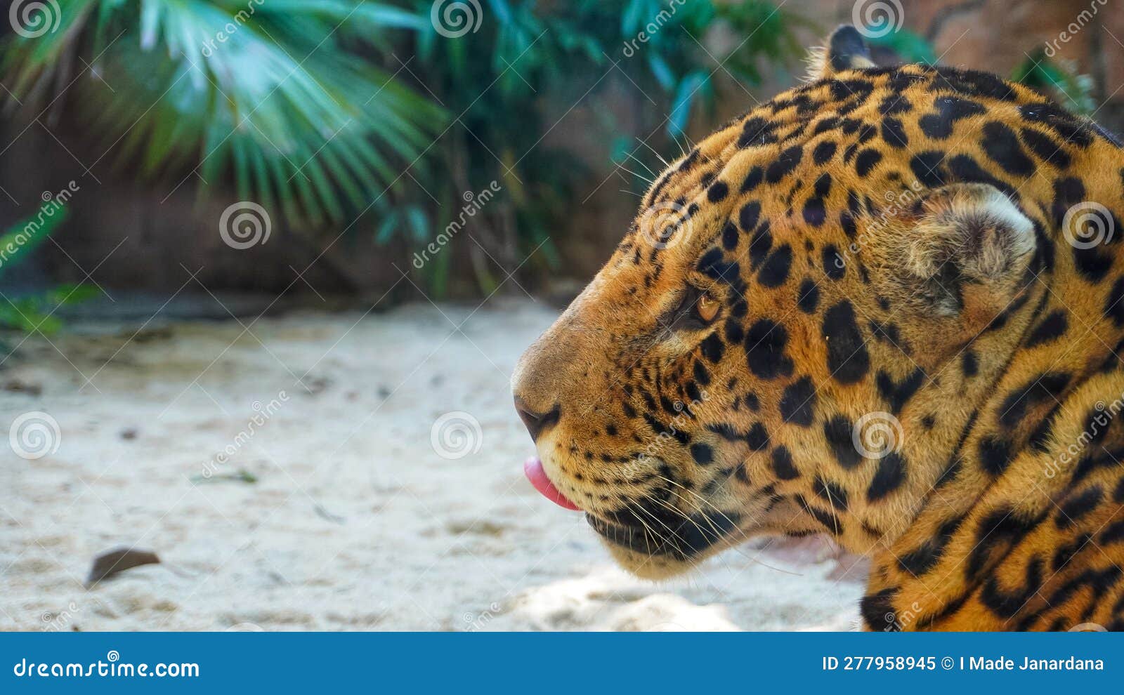 Eyes of the Predator: Mesmerizing Close-up of a Tiger Looking Left ...