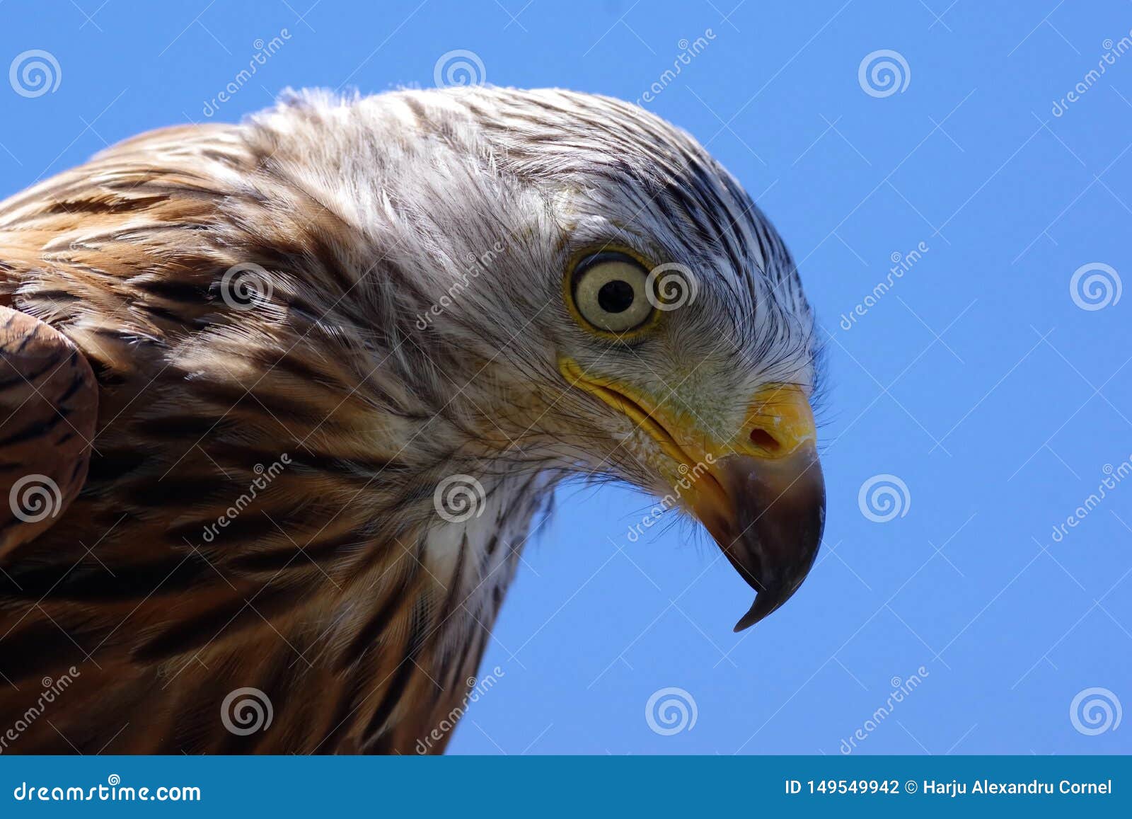 Eyes of Predatory stock photo. Image of freedom, prey - 149549942
