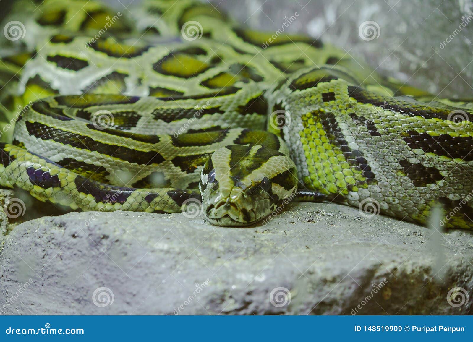 The Eyes of Python Stared at Something. Stock Image - Image of forest ...