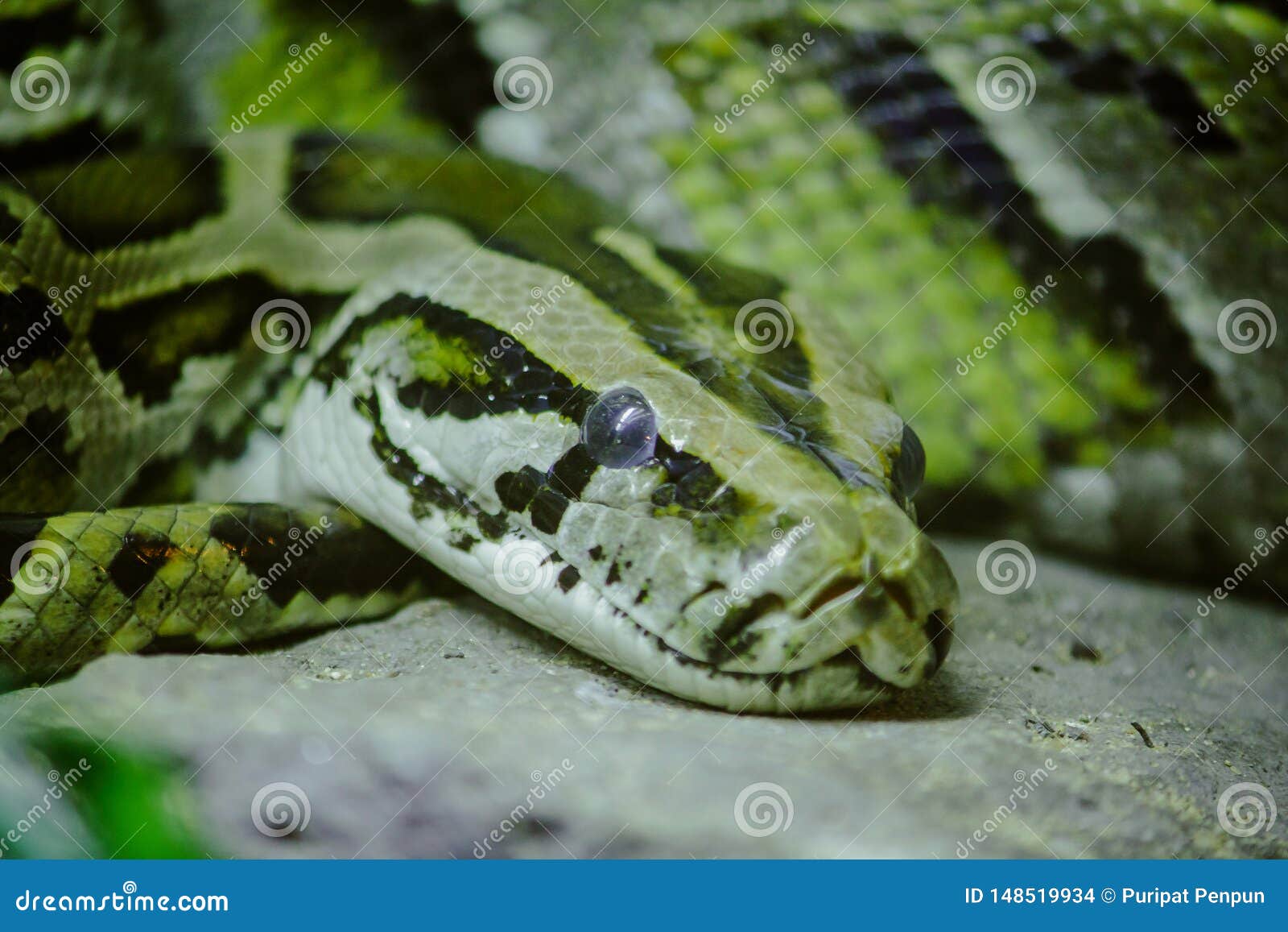 The Eyes of Python Stared at Something. Stock Photo - Image of ...